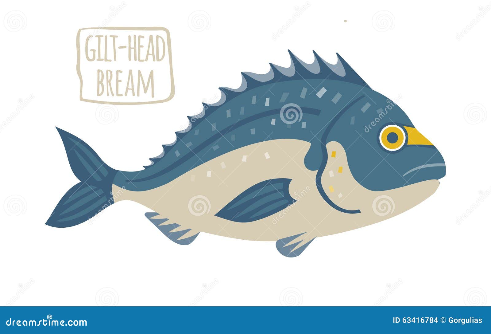 Gilt-Head Bream stock vector. Illustration of gold, healthy - 63416784