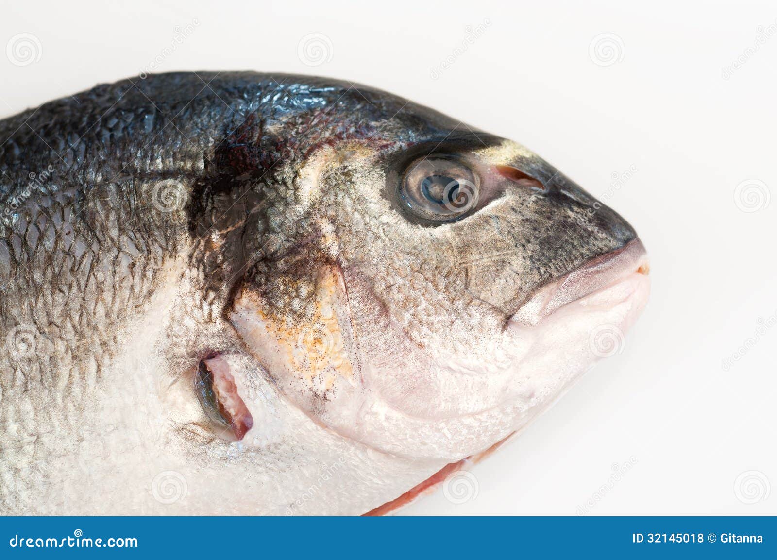 Gilt head fish stock photo. Image of fishing, close, healthy - 32145018