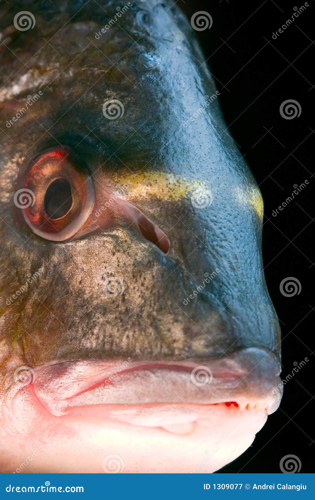 Red Sea Bream Fish Royalty-Free Stock Photography | CartoonDealer.com ...
