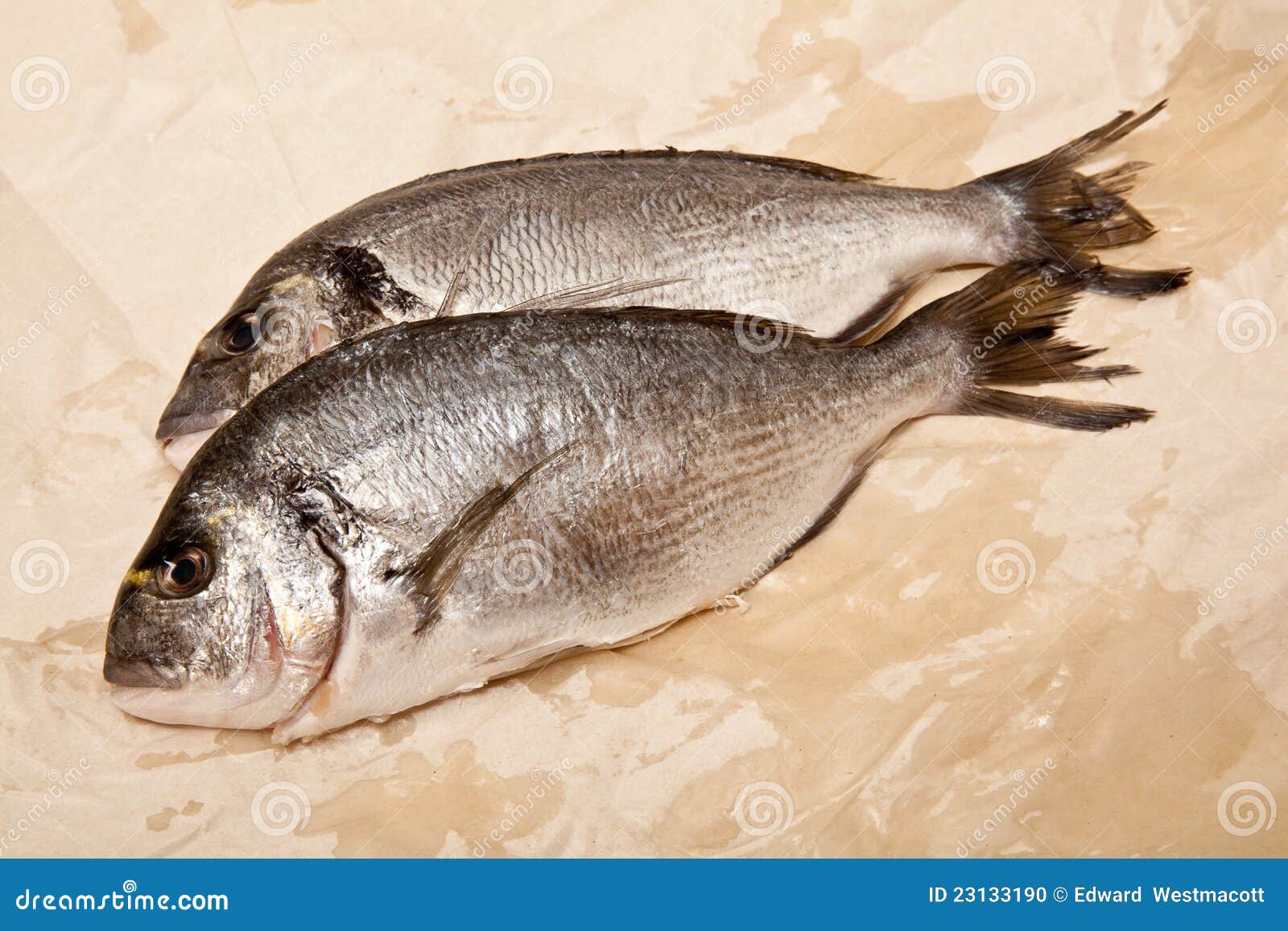 Gilt-head sea bream fish stock photo. Image of bream - 23133190