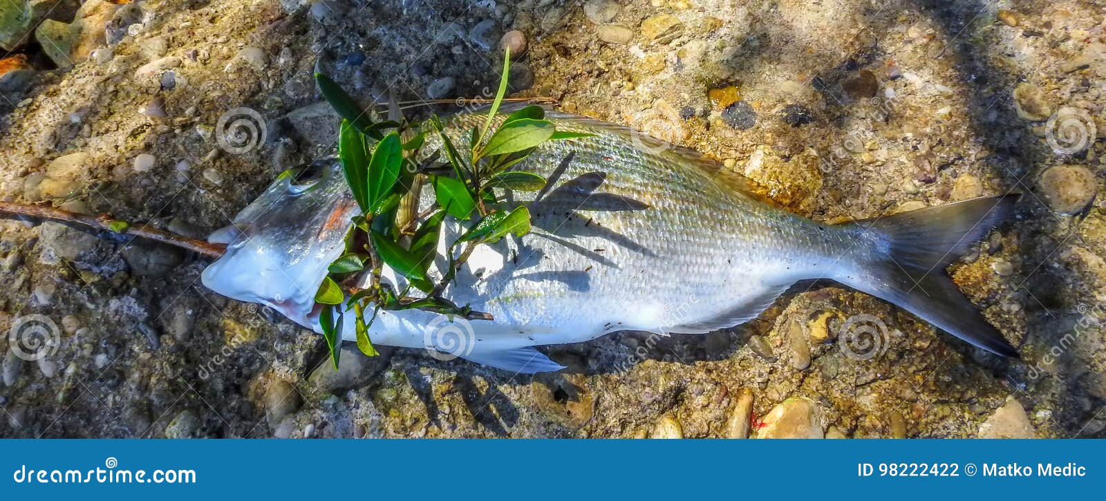 Gilt head sea bream fish 2 stock photo. Image of summer - 98222422
