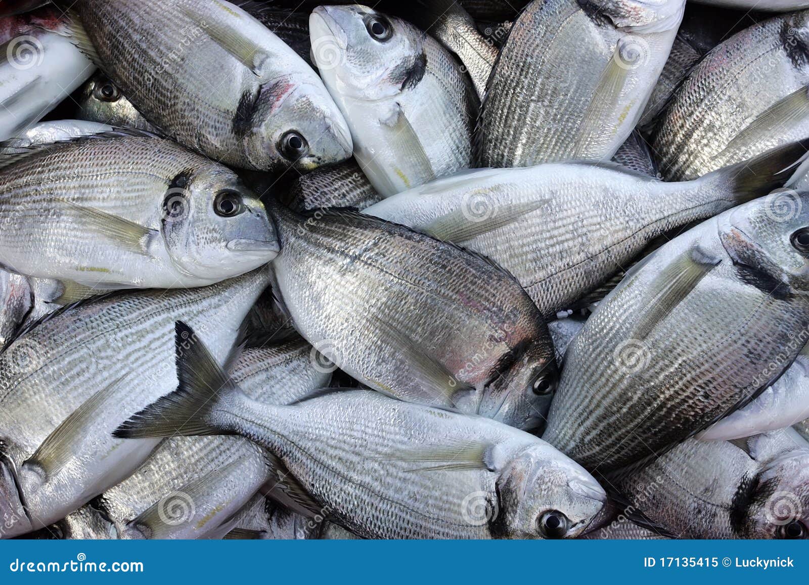 Gilt poll stock image. Image of animal, goods, grey, market - 17135415