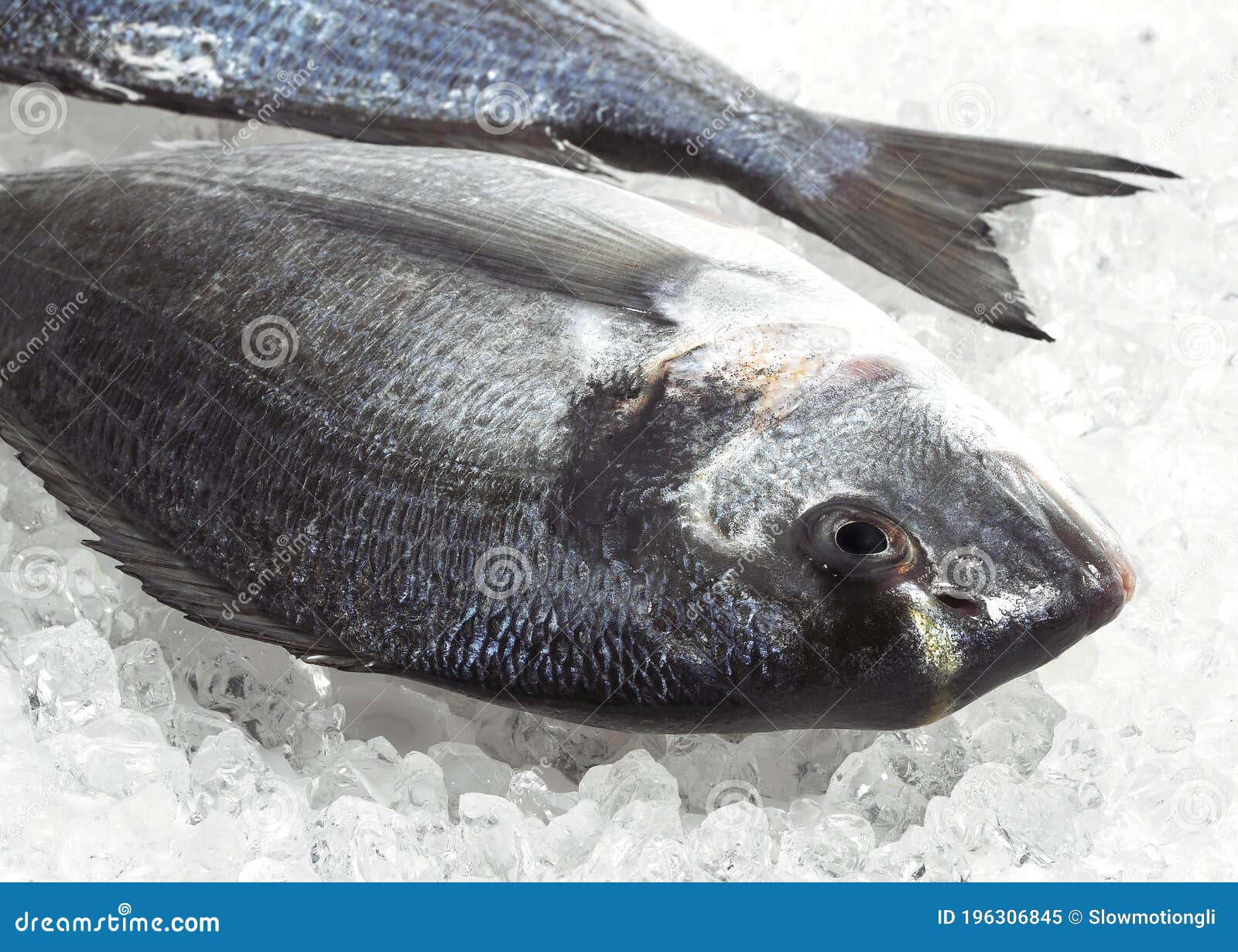Gilthead Bream, Sparus Auratus, Fresh Fish on Ice Stock Image - Image ...