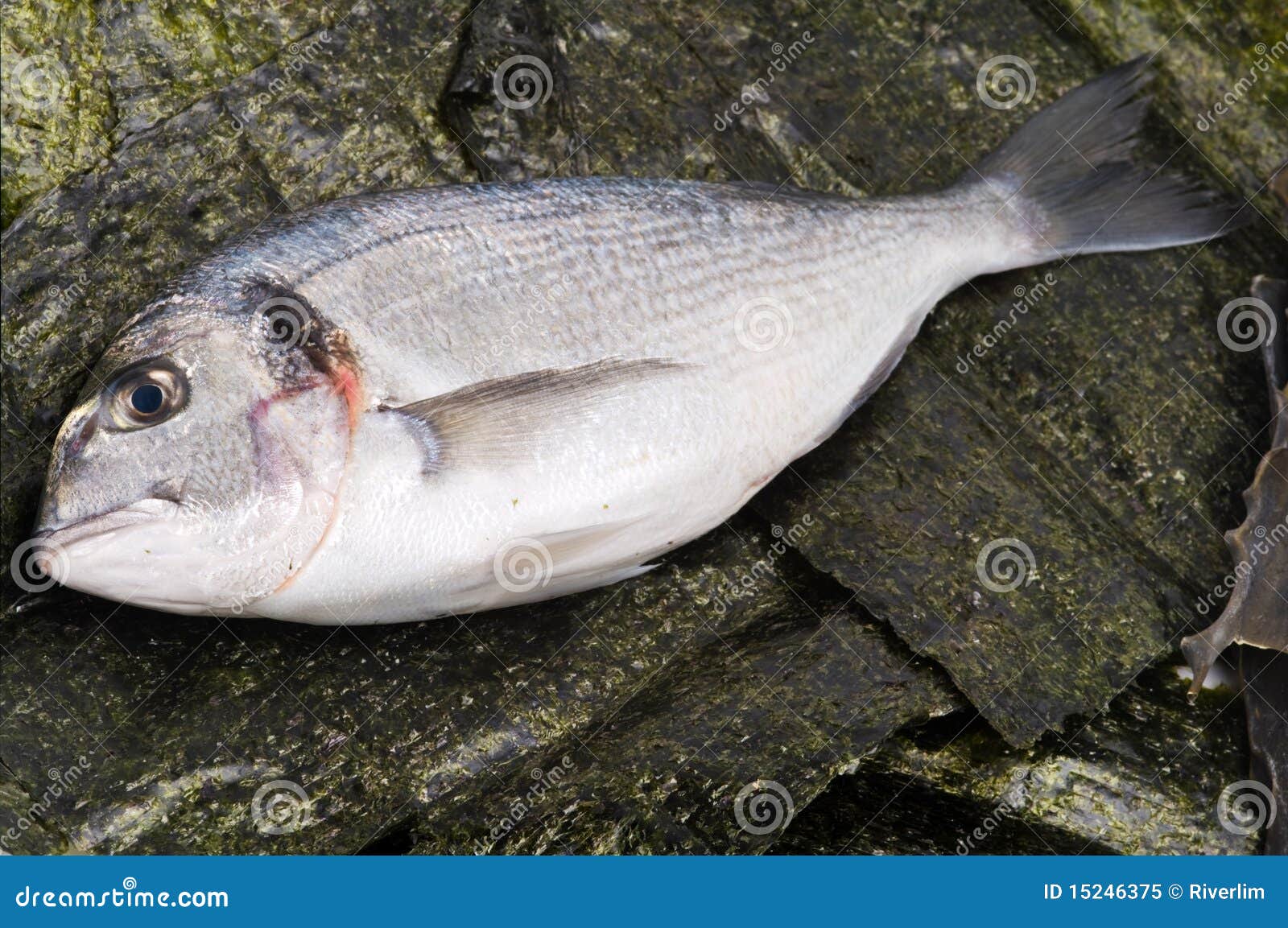 Gilthead Fish and Nori Algae Stock Image - Image of dorade, white: 15246375