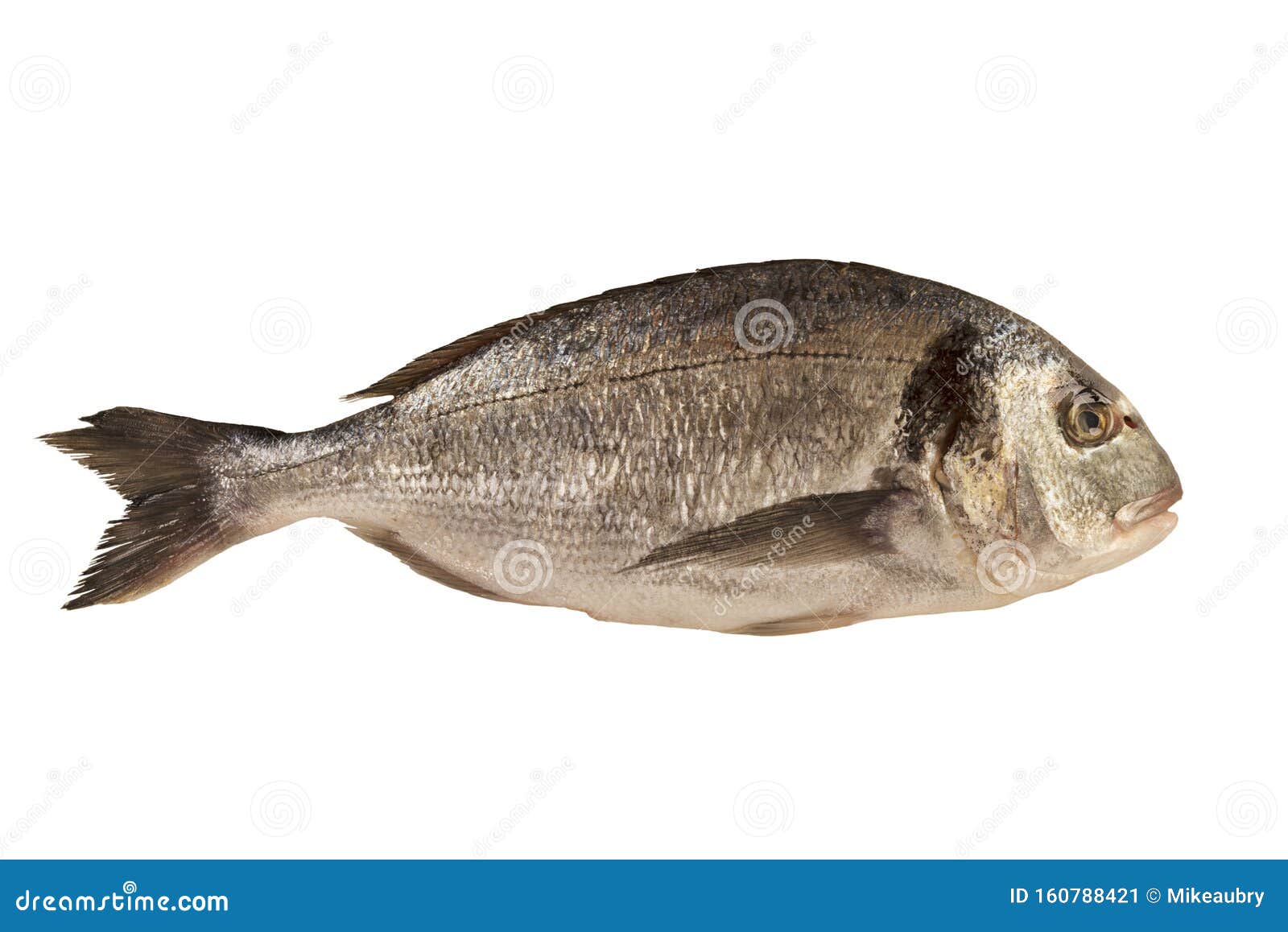 Gilthead Raw Fish Isolated on a White Background. Stock Image - Image ...