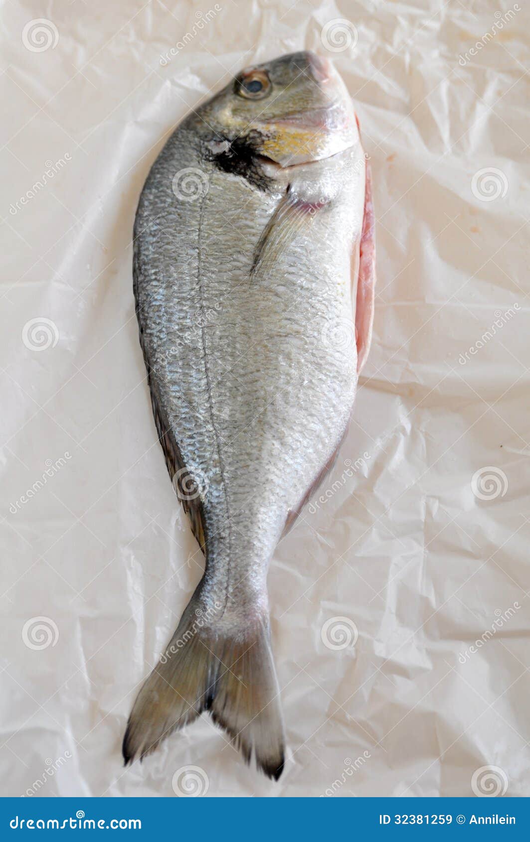 Gilthead seabream stock image. Image of product, cutting - 32381259