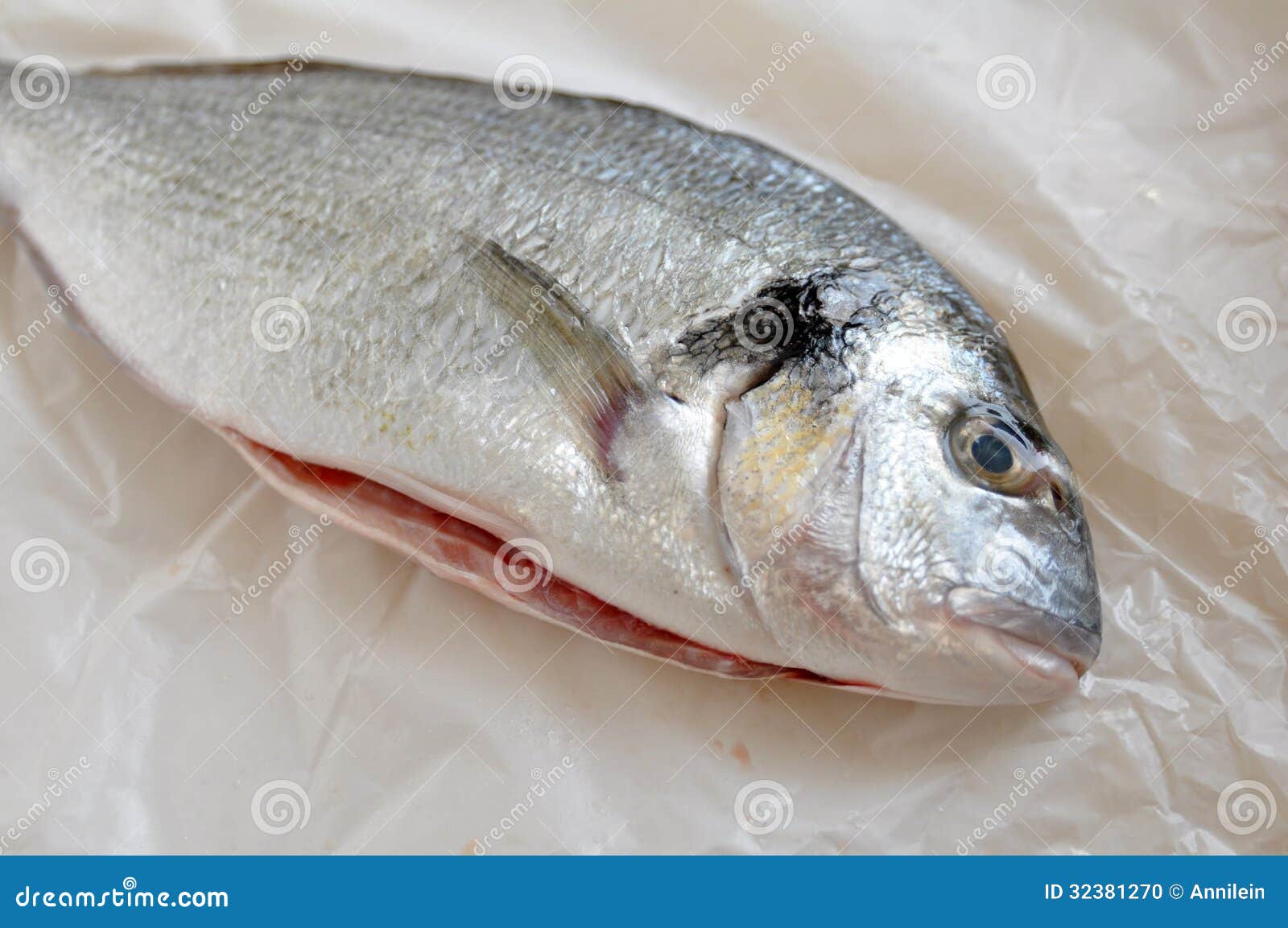 Gilthead seabream stock photo. Image of aurata, black - 32381270