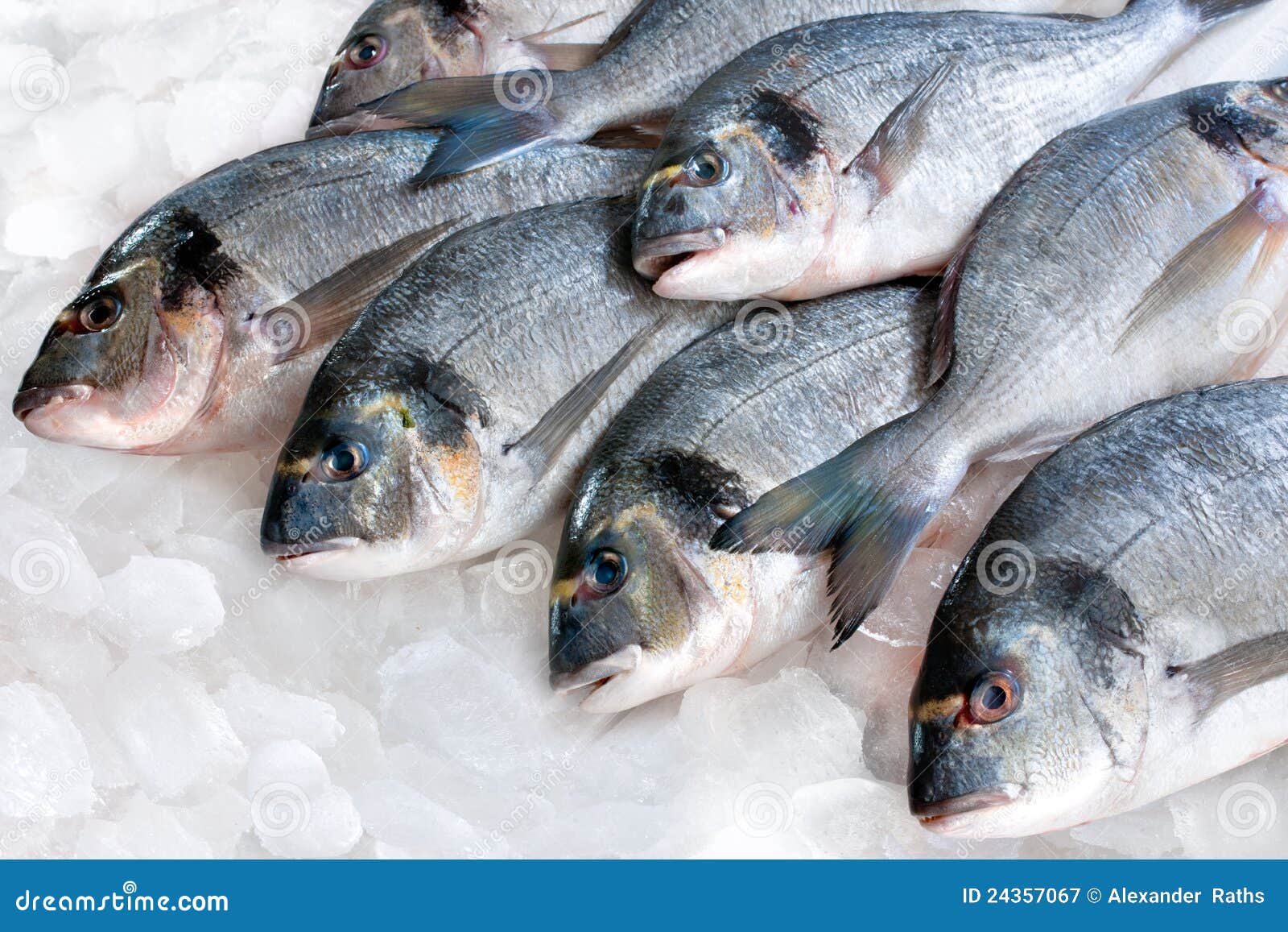Gilthead (Sparus Aurata) on Ice Stock Image - Image of kitchen, bream ...
