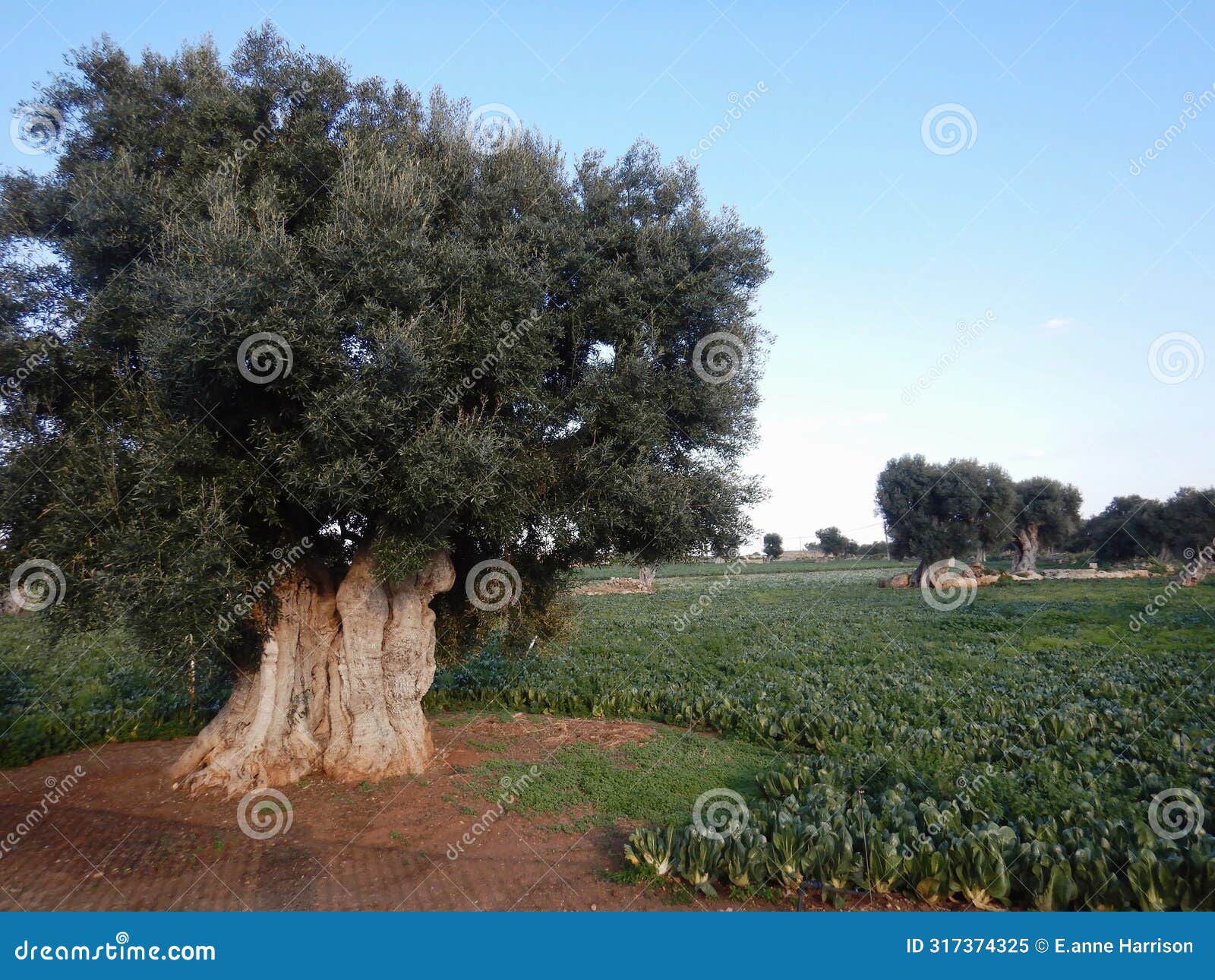 A Giant Olive Tree in a Field of Green Leafy Vegetables Stock Image ...