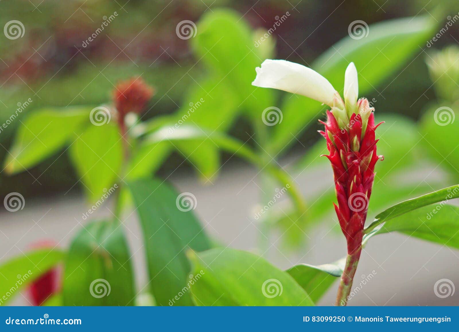 Gingembre De Shampooing, Zerumbet De Zingiber De ZINGIBERACEAE De ...