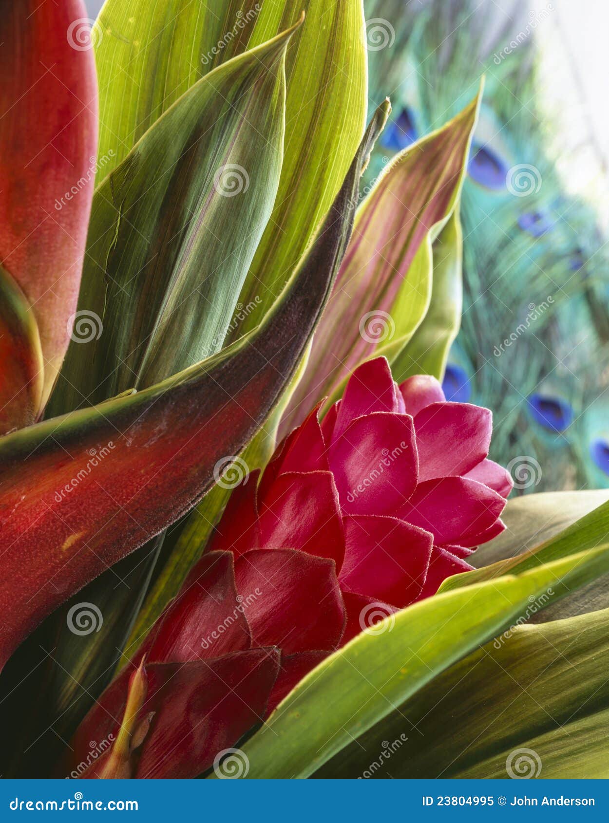 Gingembre Rouge (purpurata D'Alpinia) Image stock - Image du épée ...