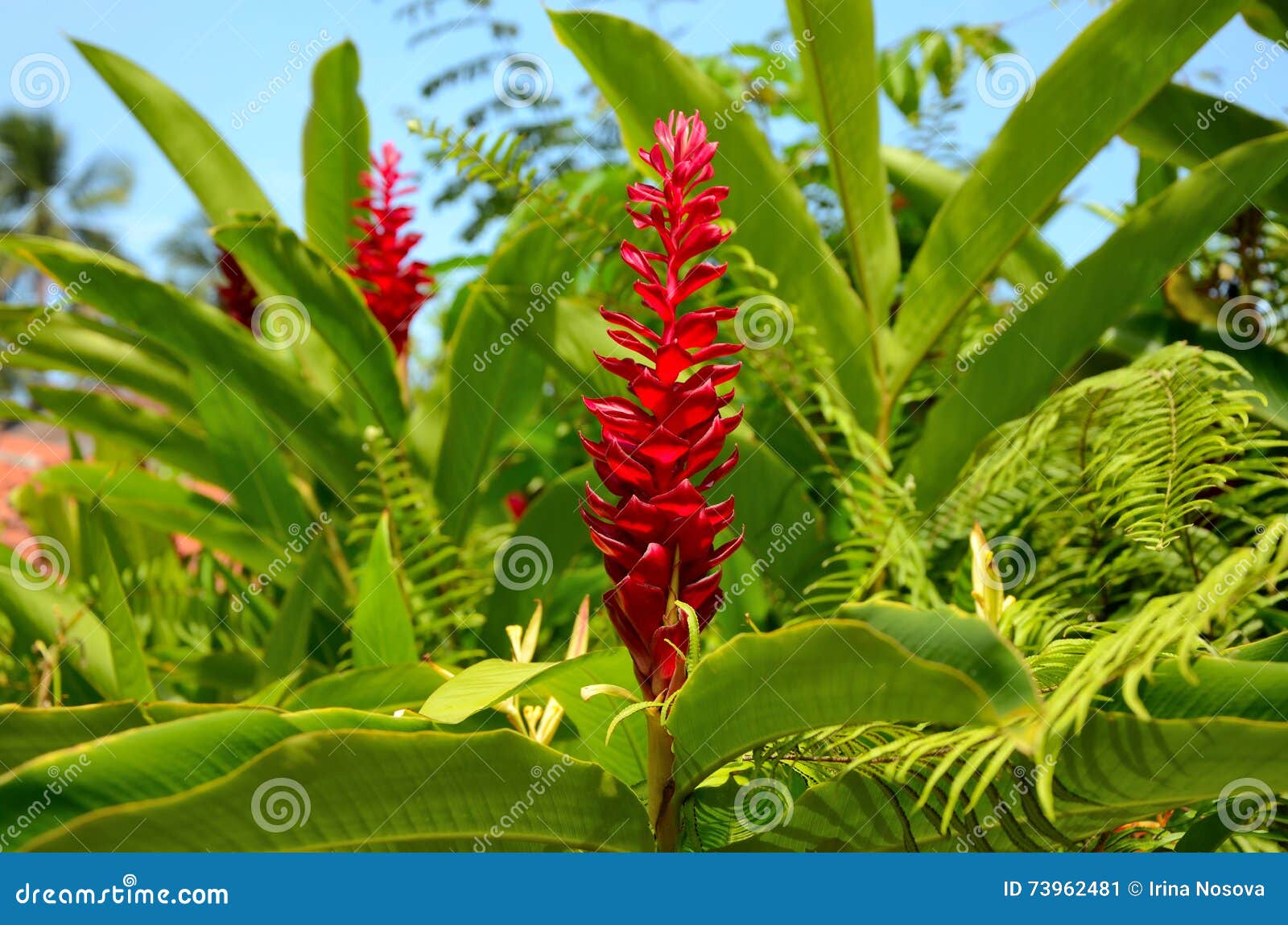 Gingembre Rouge (purpurata D'Alpinia) Image stock - Image du centrale ...