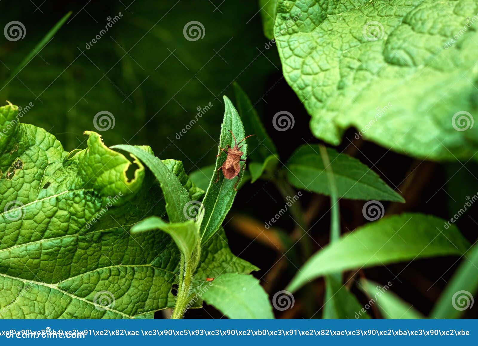 Ginger Baleen Insect on a Green Leaf Stock Image - Image of background ...