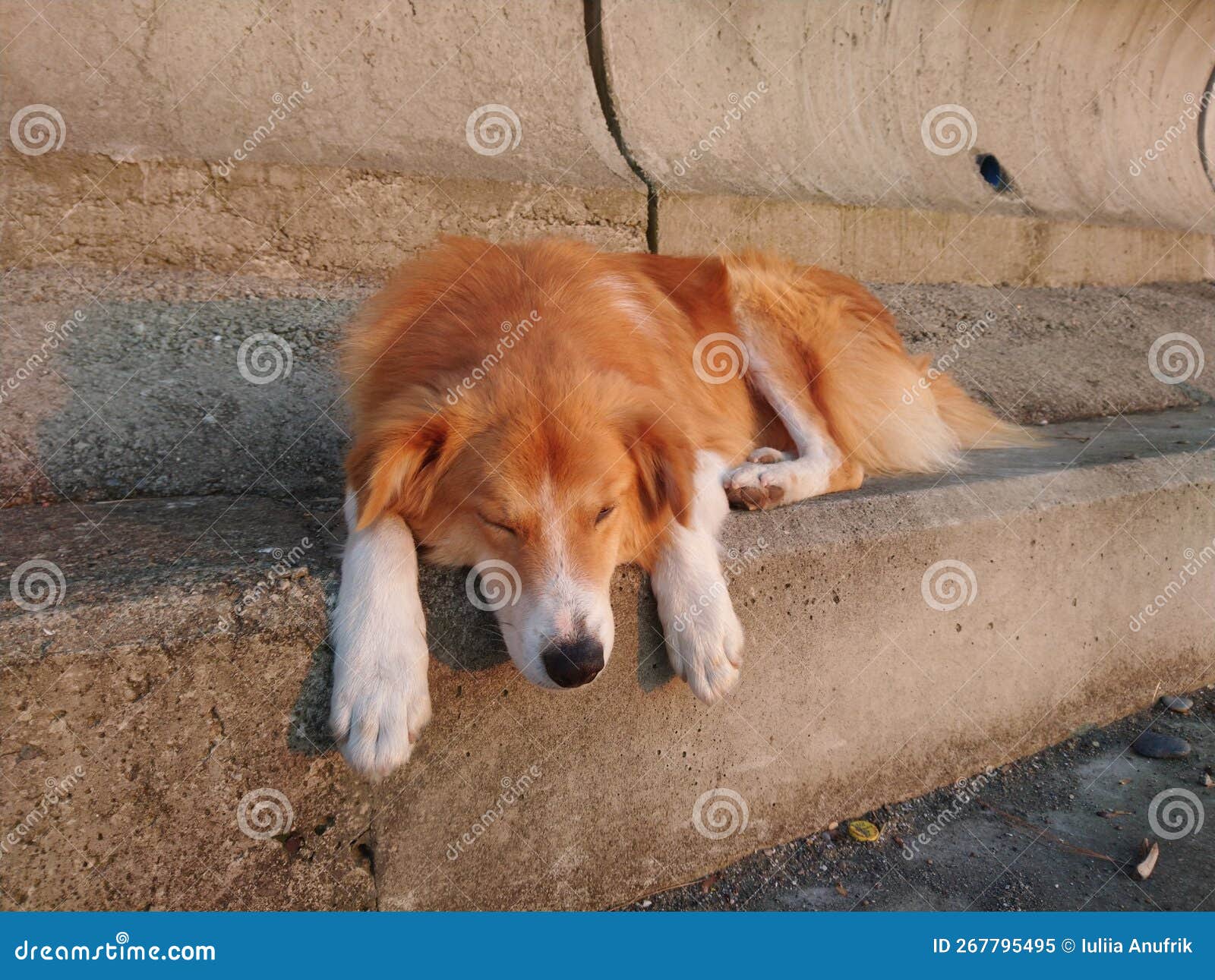 Ginger border collie stock image. Image of mammal, vagrant - 267795495