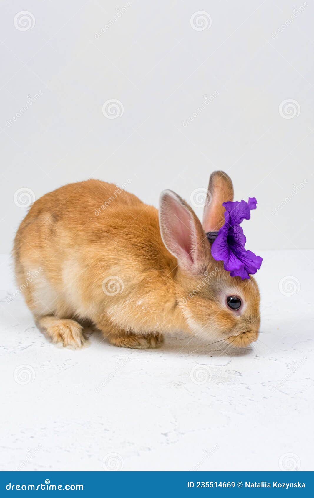 Ginger Bunny with a Purple Flower on a White Background. the Basis for ...
