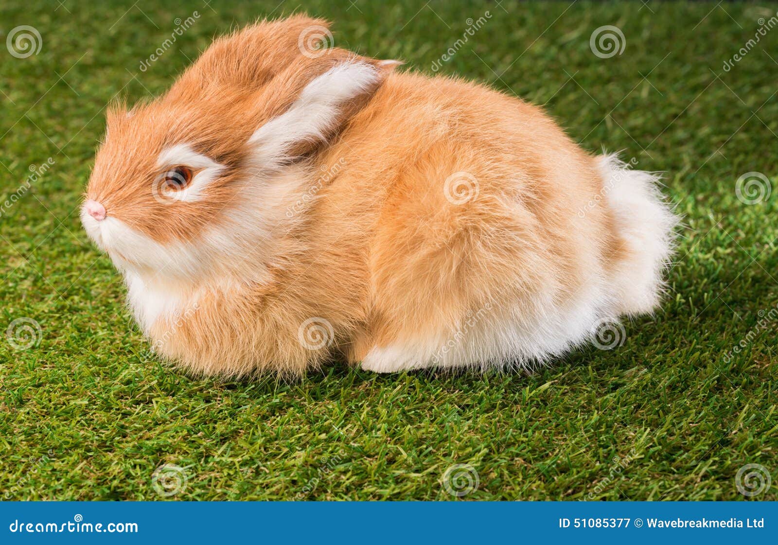 Ginger bunny rabbit stock image. Image of people, cute - 51085377