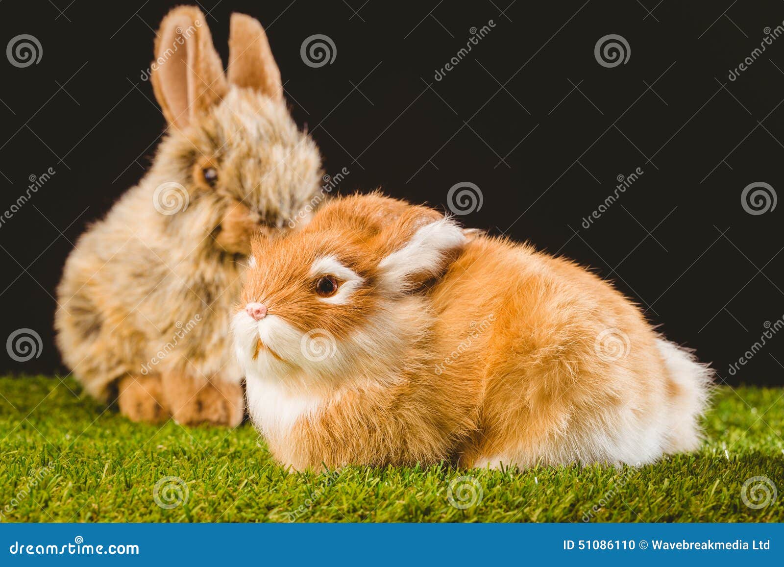 Ginger bunny rabbit stock photo. Image of green, bunny - 51086110