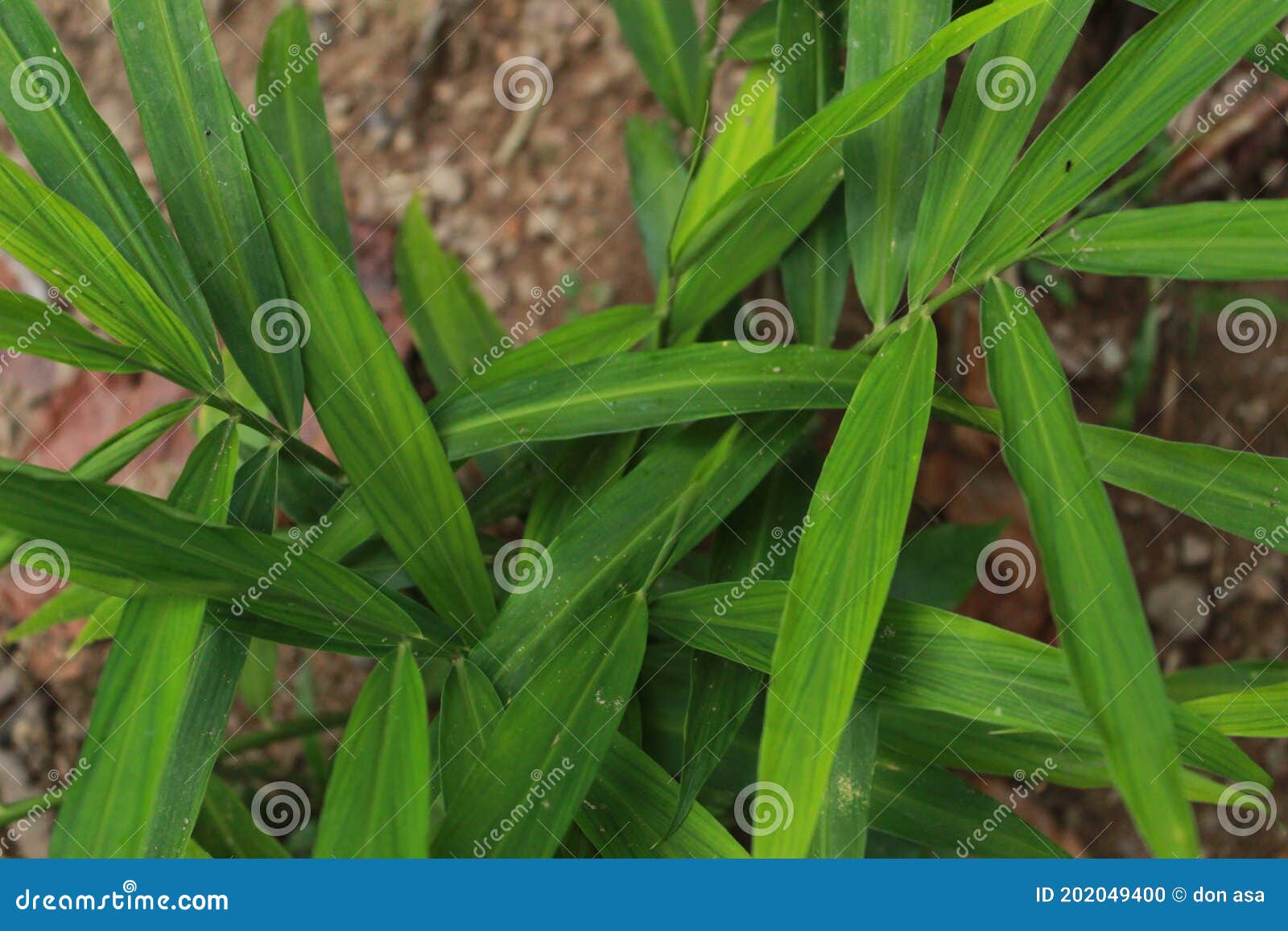 A Ginger Bush is on the Ground Stock Photo - Image of branch, tree ...