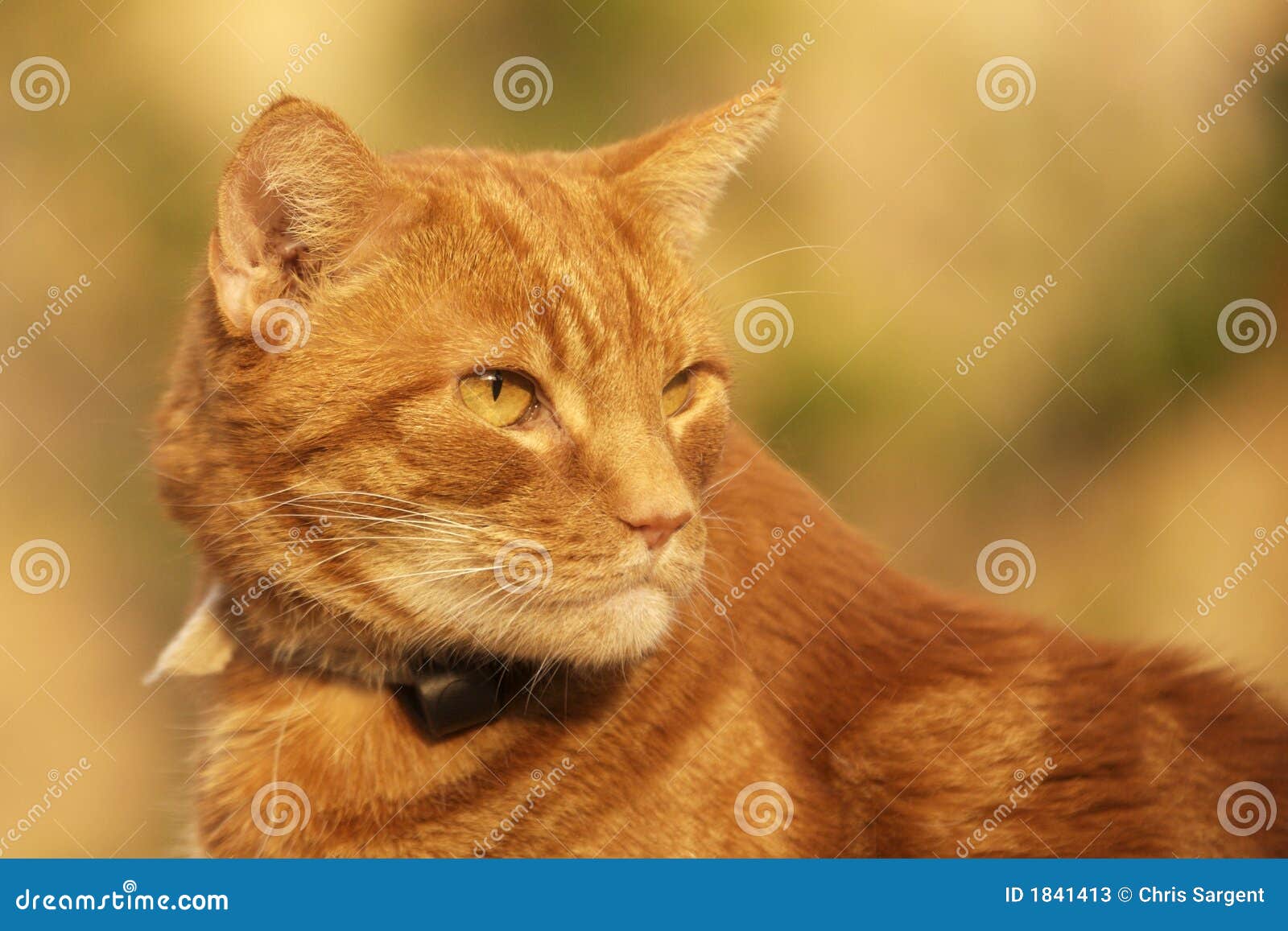 Ginger Cat Picture. Image: 1841413