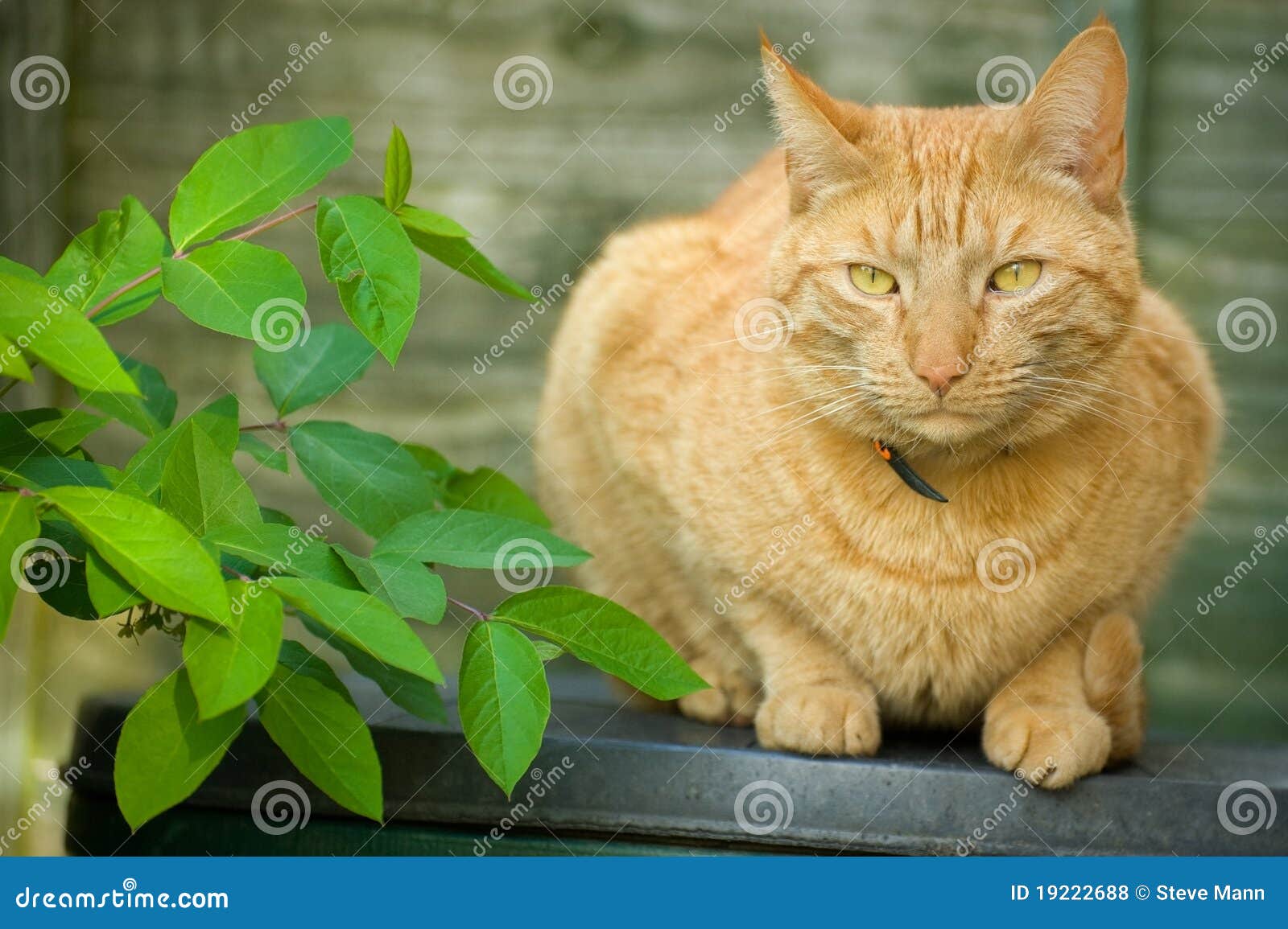 Ginger cat stock photo. Image of furry, sitting, tomcat - 19222688