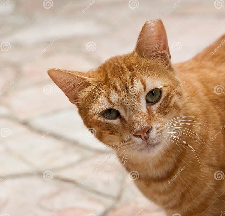 Ginger cat 2 stock image. Image of ears, moustache, hungry - 10821853
