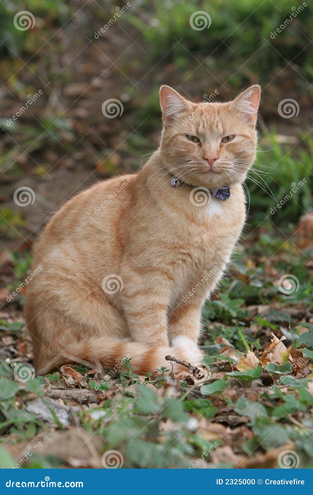 Ginger Cat stock photo. Image of garden, relaxing, ginger - 2325000