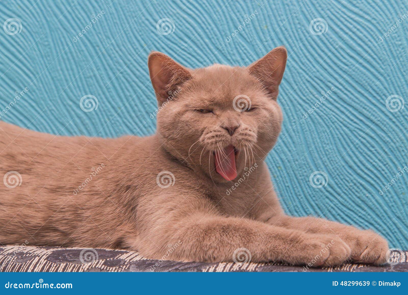 Ginger Cat image stock. Image du chat, race, domestique - 48299639