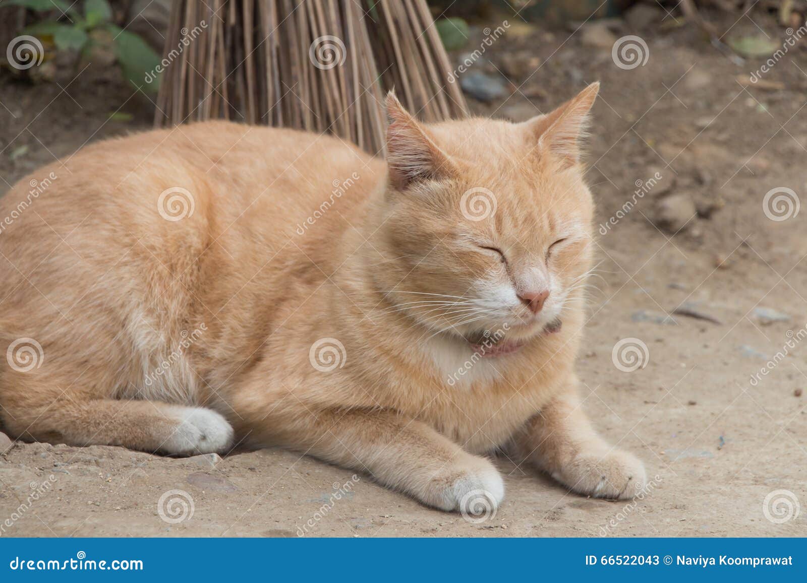 Ginger Cat stock afbeelding. Image of slaap, één, leuk - 66522043