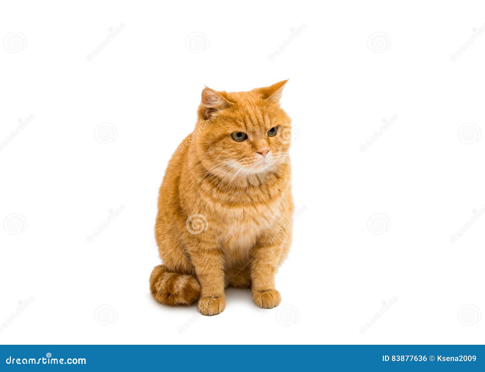 Ginger Cat stock foto. Image of uitziend, bruin, achtergrond - 83877636