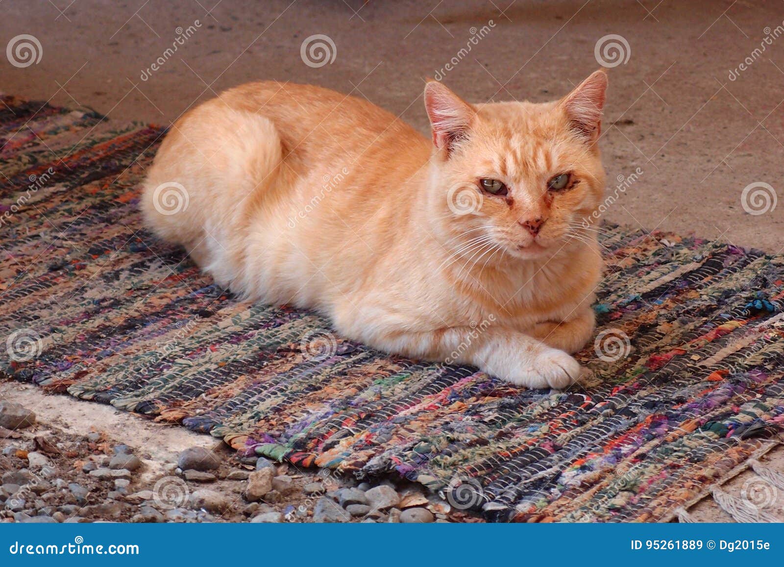 Ginger cat stock image. Image of resting, animal, relaxed - 95261889