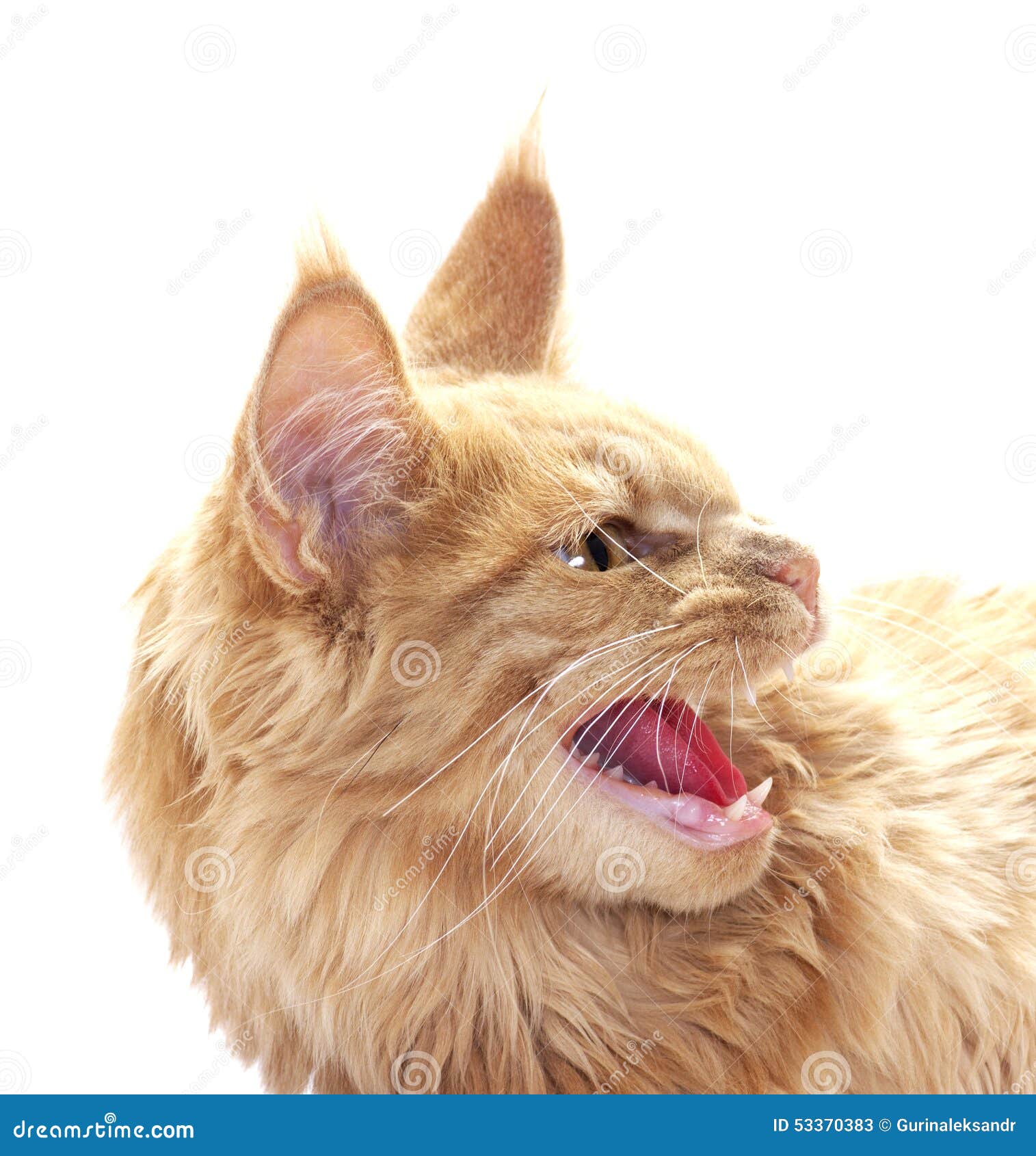 Ginger cat is angry stock image. Image of isolated, purebred - 53370383
