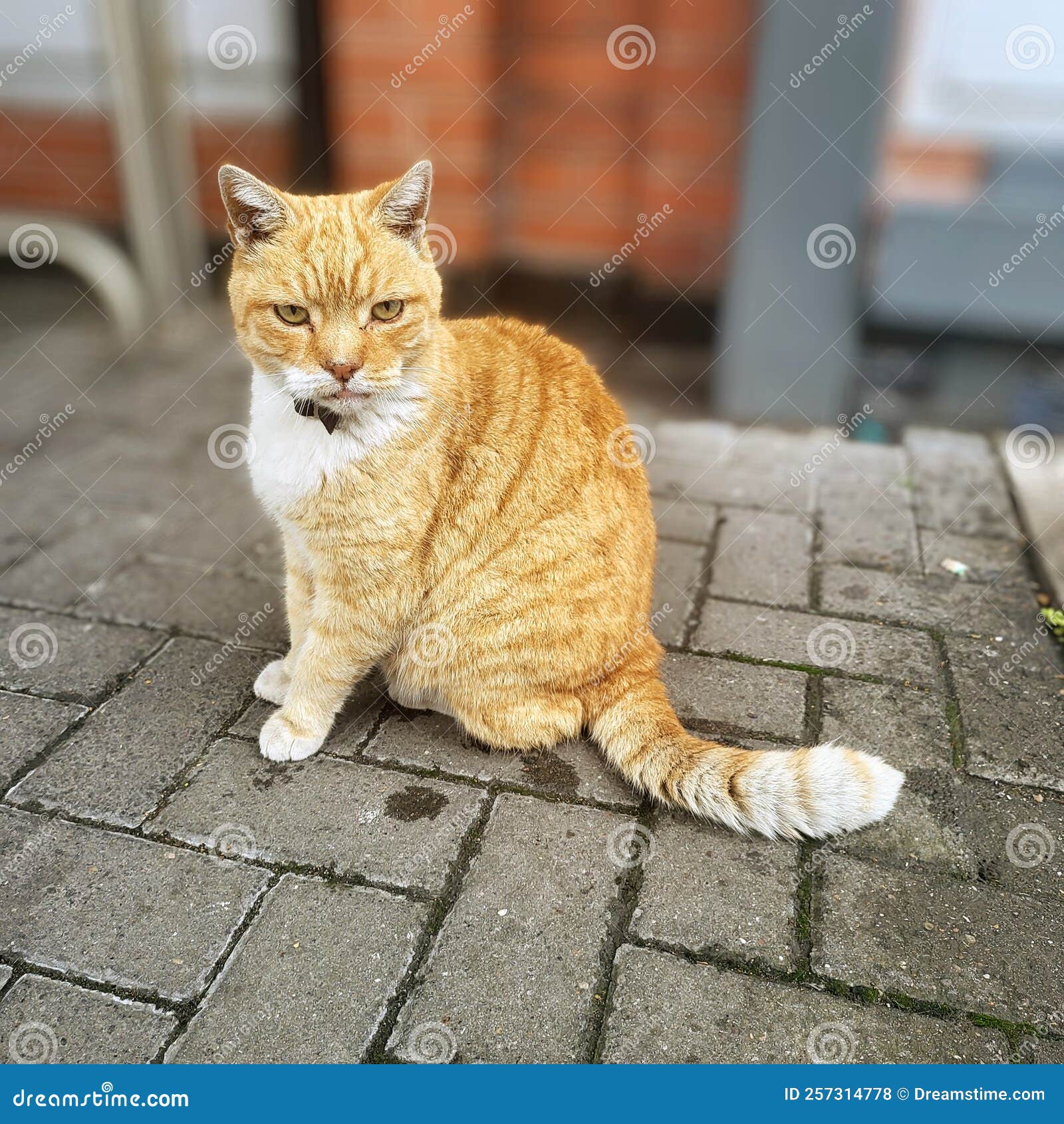 Ginger cat art stock photo. Image of wildlife, animal - 257314778