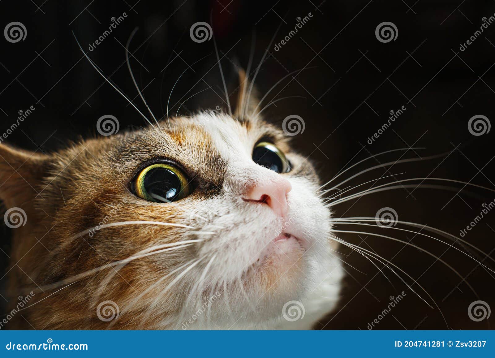 Ginger Cat in Attacking Mode Close-up. always Alert Stock Image - Image ...