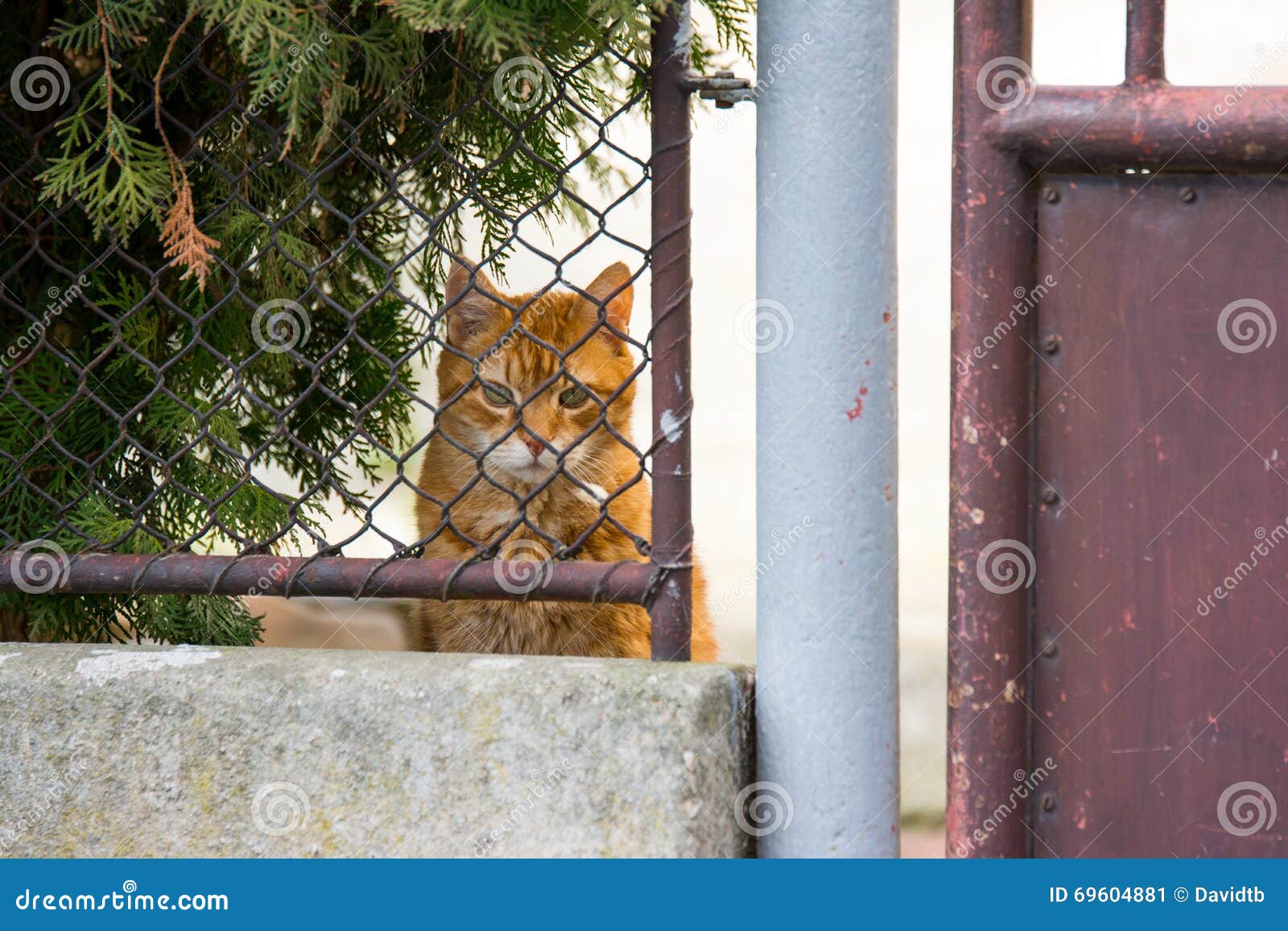 Ginger cat behind a fence stock image. Image of lonely - 69604881