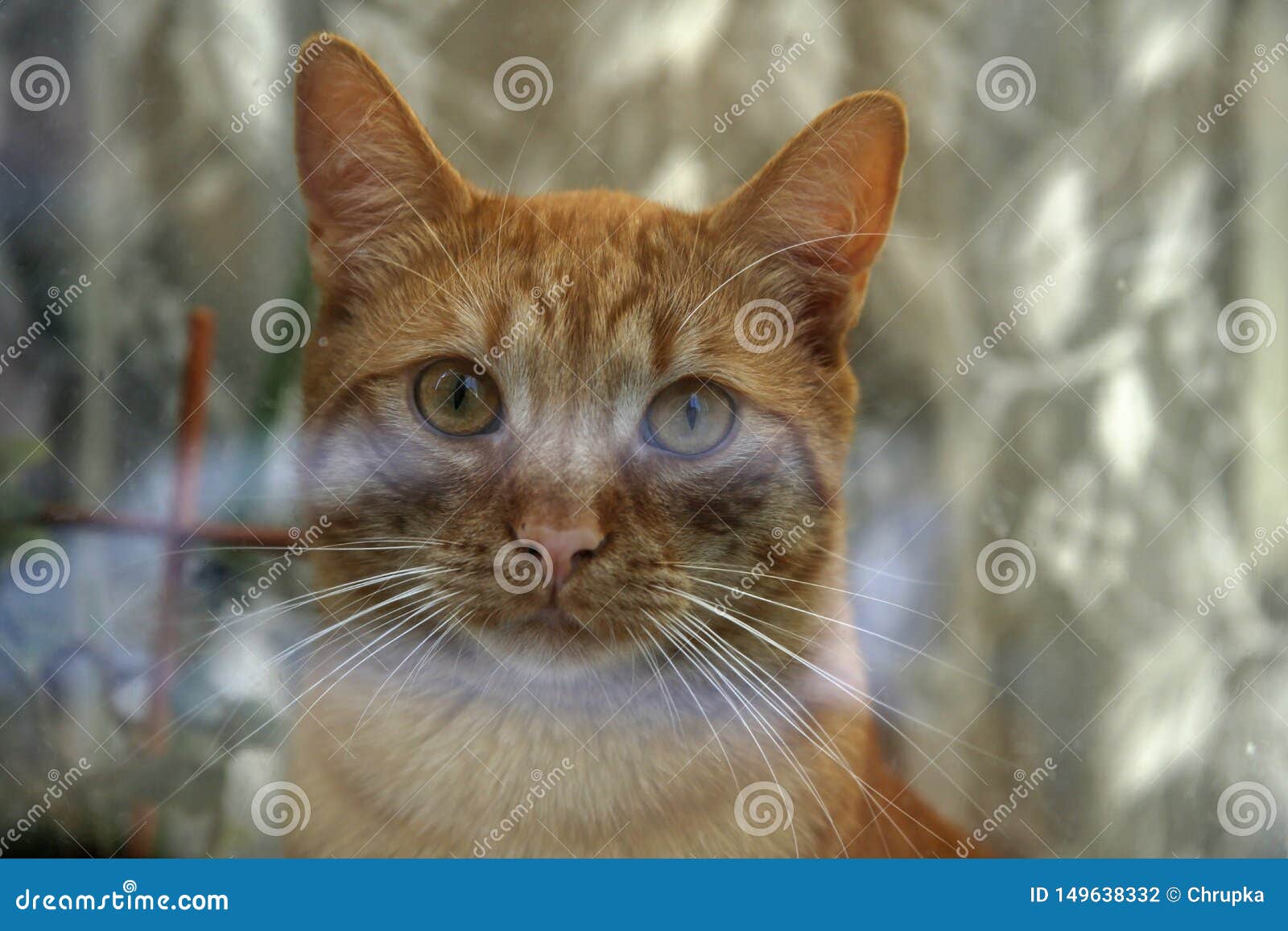 Cat Behind the Glass on the Windowsill Stock Photo - Image of ginger ...