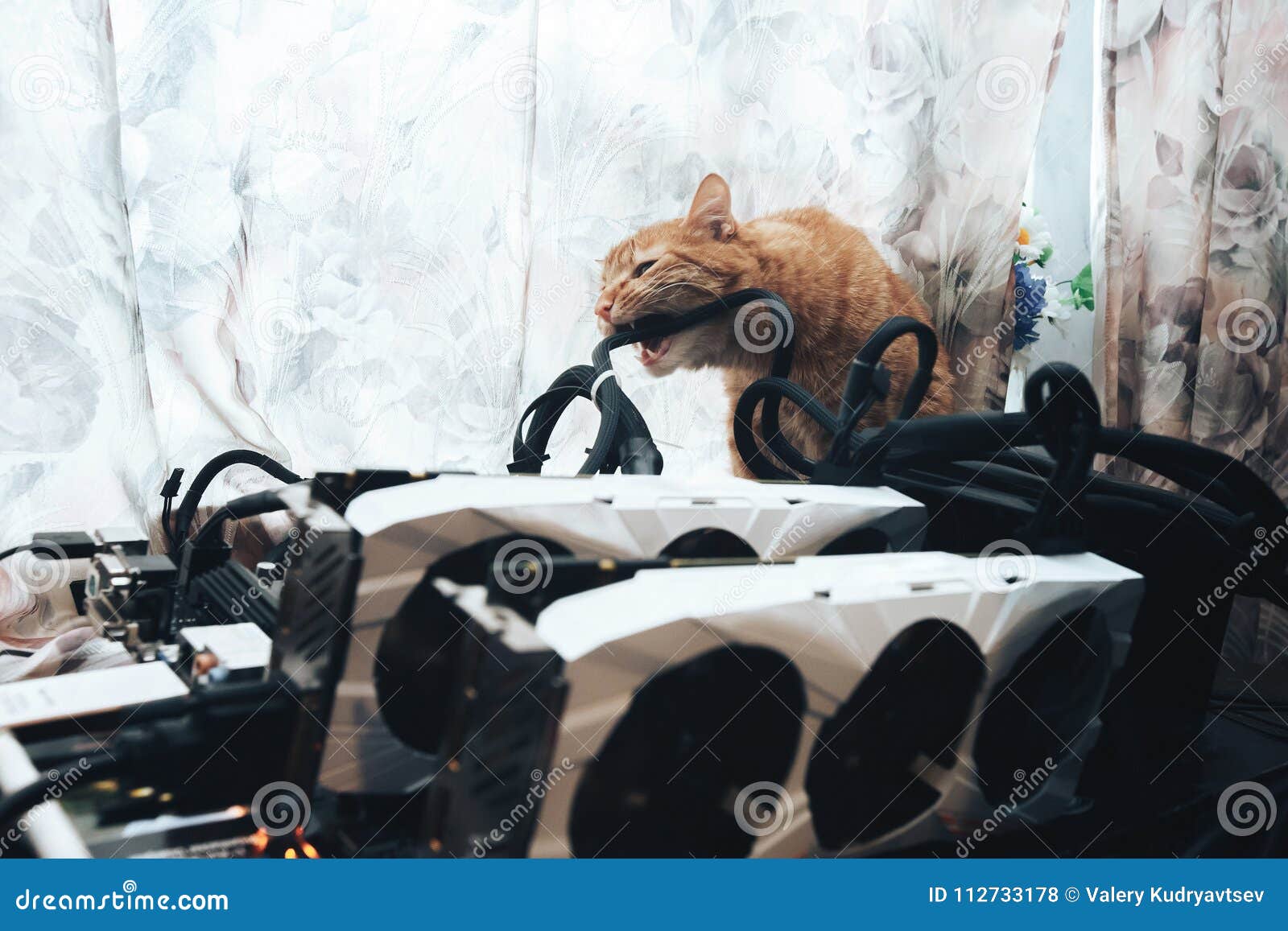 Ginger Cat Bite the Wires stock photo. Image of bite - 112733178