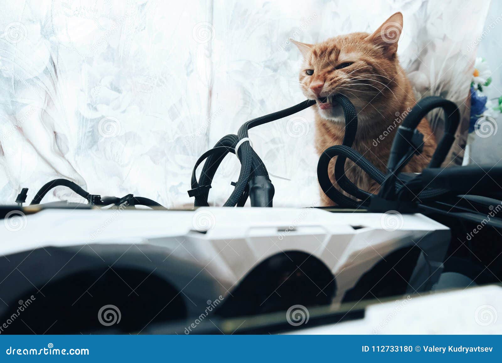 Ginger Cat Bite the Wires stock photo. Image of kitty - 112733180