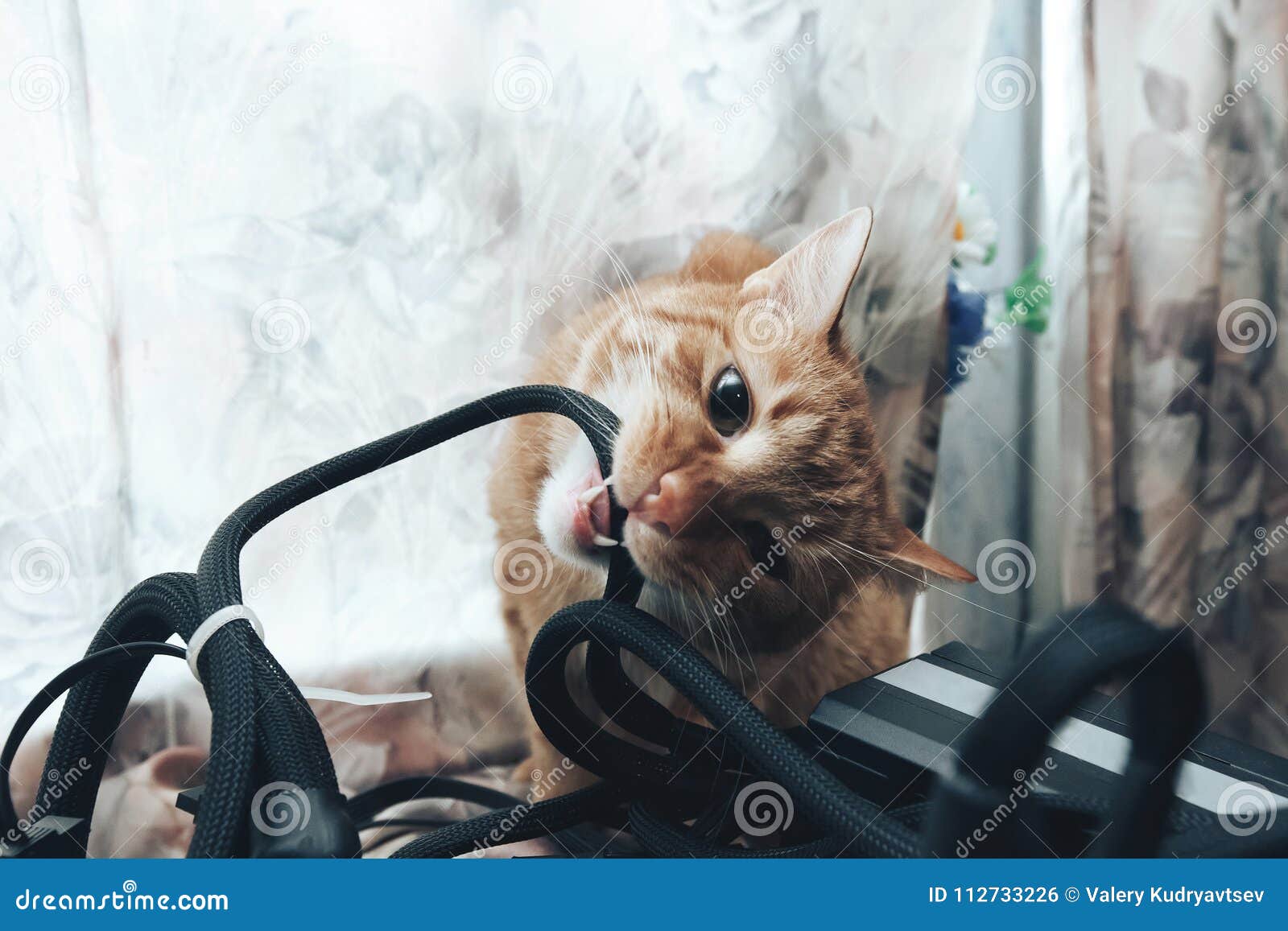 Ginger Cat Bite the Wires stock photo. Image of equipment - 112733226