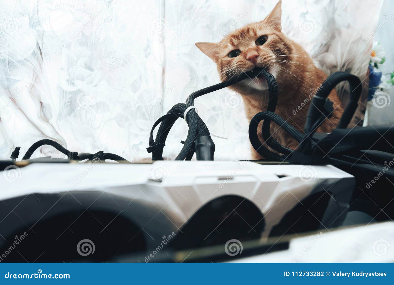 Ginger Cat Bite the Wires stock photo. Image of card - 112733282