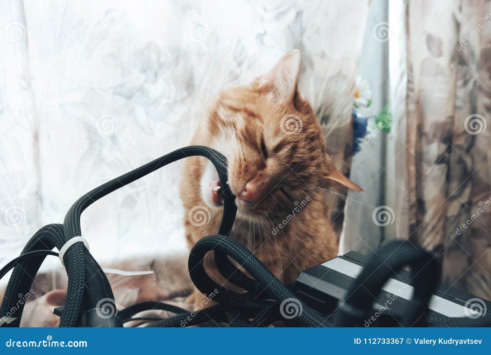Ginger Cat Bite the Wires stock image. Image of domestic - 112733367