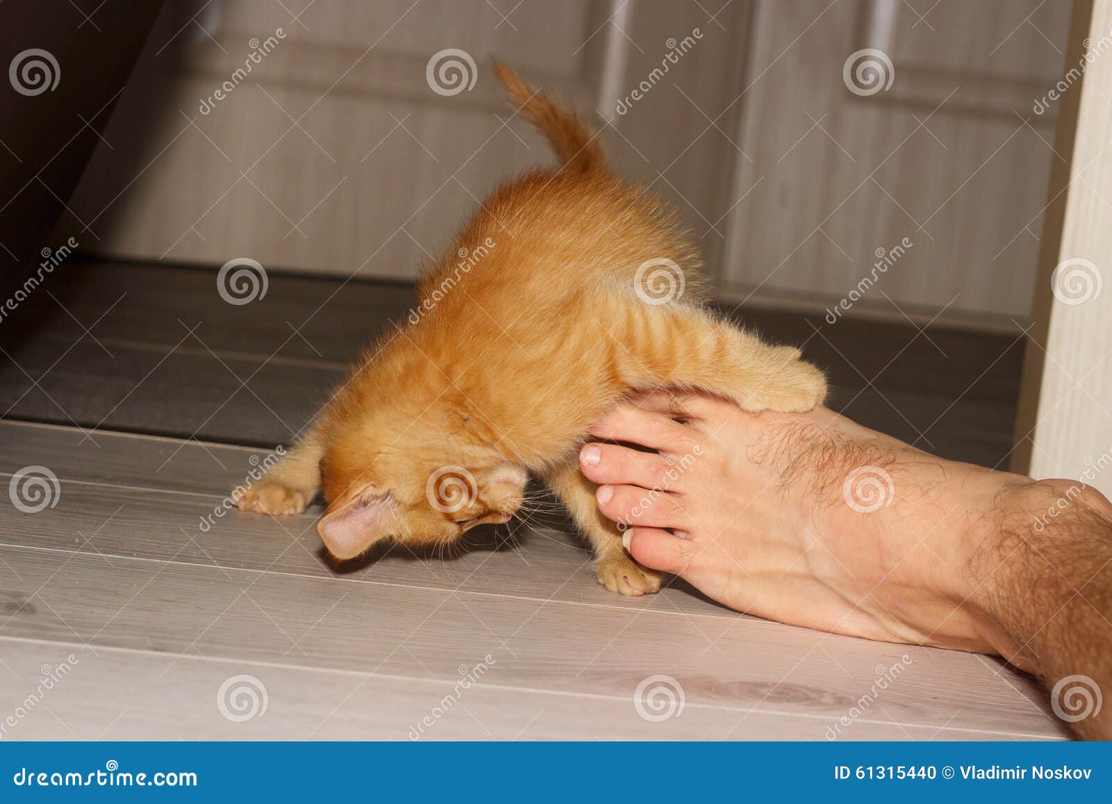 Ginger cat bites a foot stock photo. Image of feet, animal - 61315440