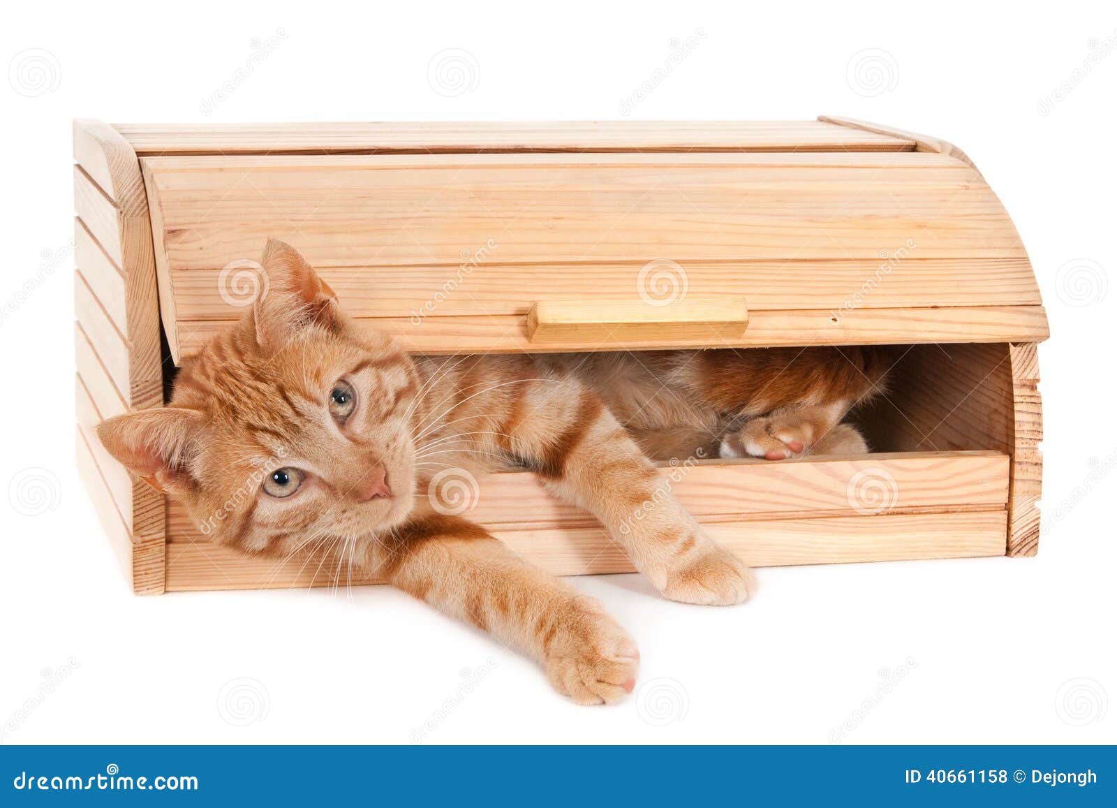Ginger cat in a bread box stock photo. Image of funny - 40661158