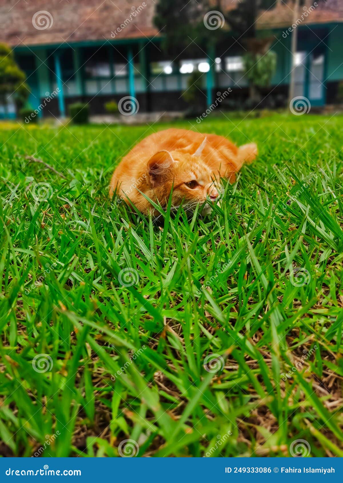 A Ginger Cat is Brooding among the Grass Stock Photo - Image of mammal ...