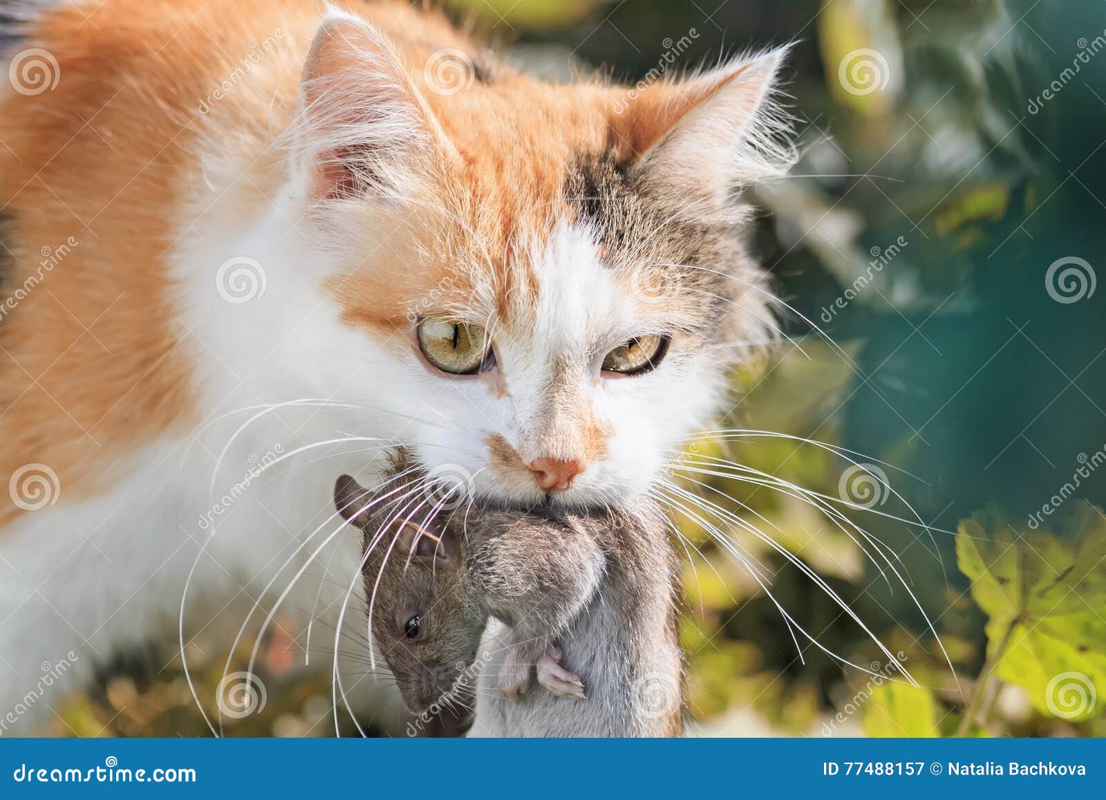 Ginger Cat Caught a Big Grey Rat Stock Image - Image of mouse, hunter ...