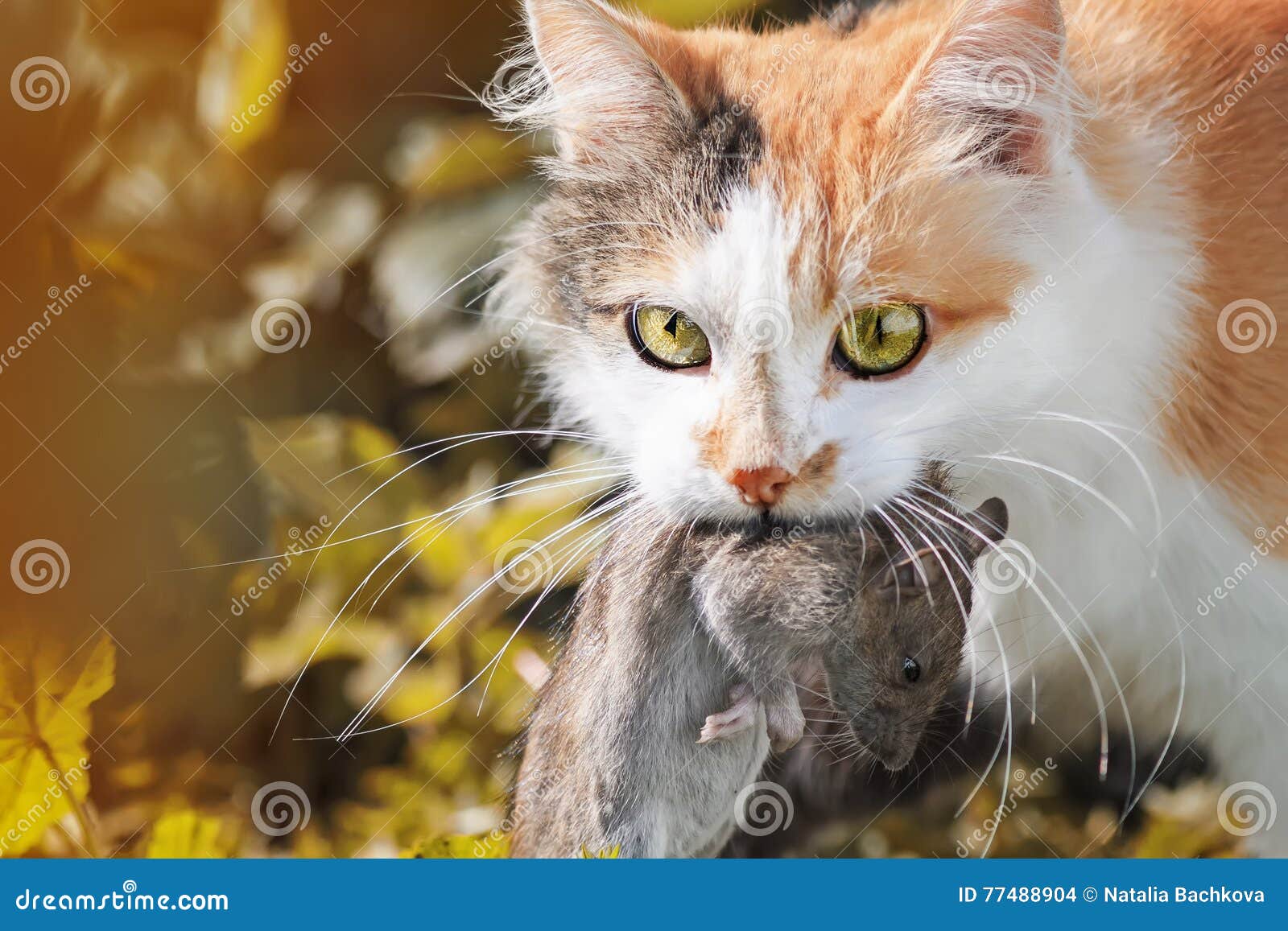 Ginger Cat Caught a Big Grey Rat Stock Photo - Image of killing, black ...
