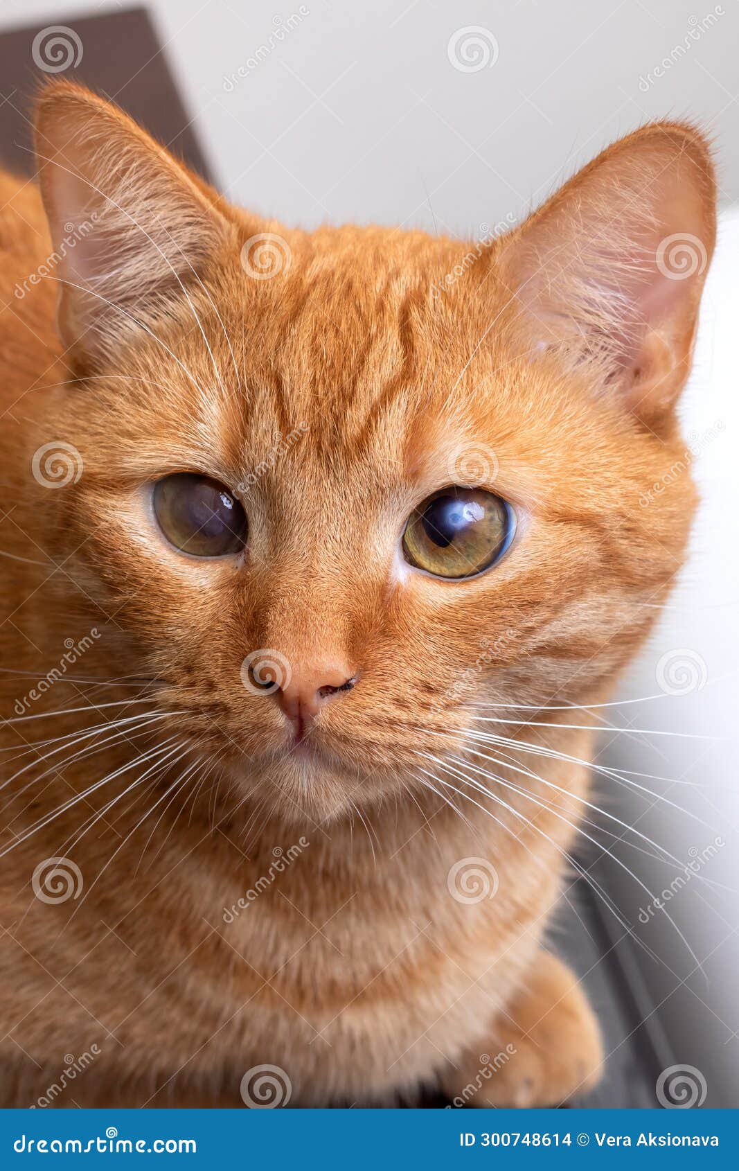 Ginger Cat Close Up Portrait at Home Stock Photo - Image of portrait ...