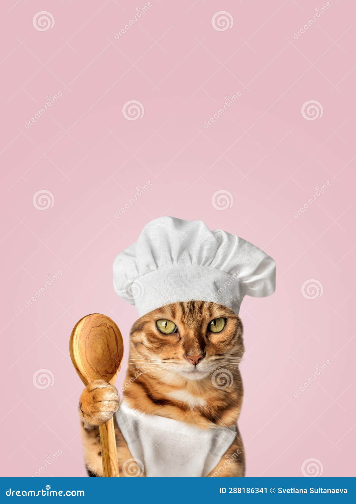 Ginger Cat - Cook at the Pink Wall Stock Image - Image of cook, chief ...