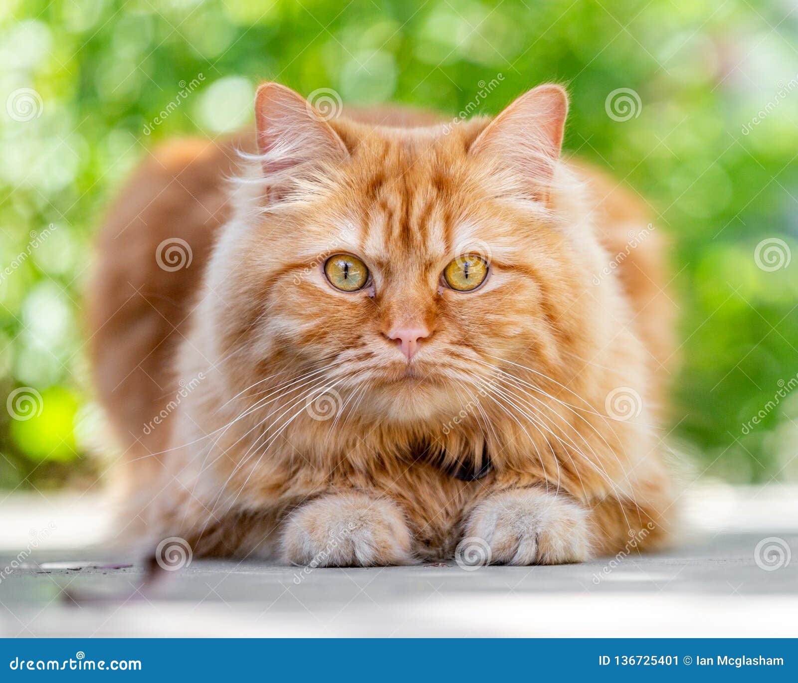 Ginger Cat Crouching on the Ground Stock Image - Image of branch ...
