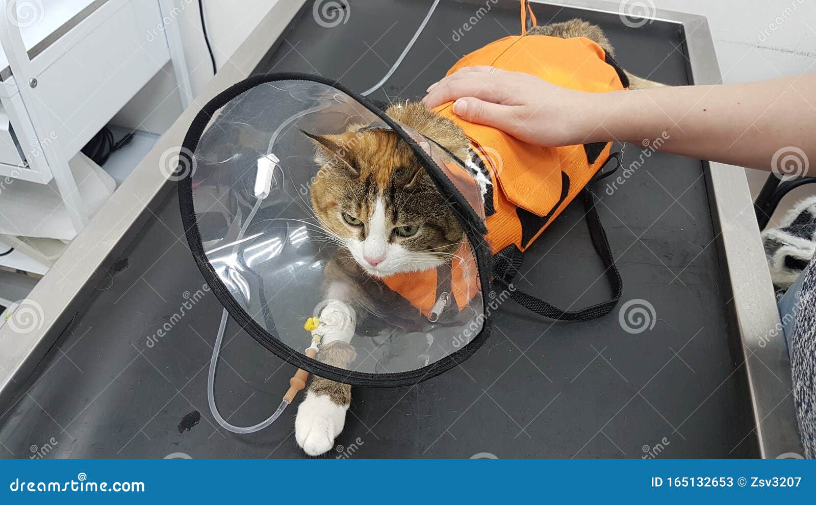 Ginger Cat on a Drip. Vet and Animal Concept Stock Image - Image of ...