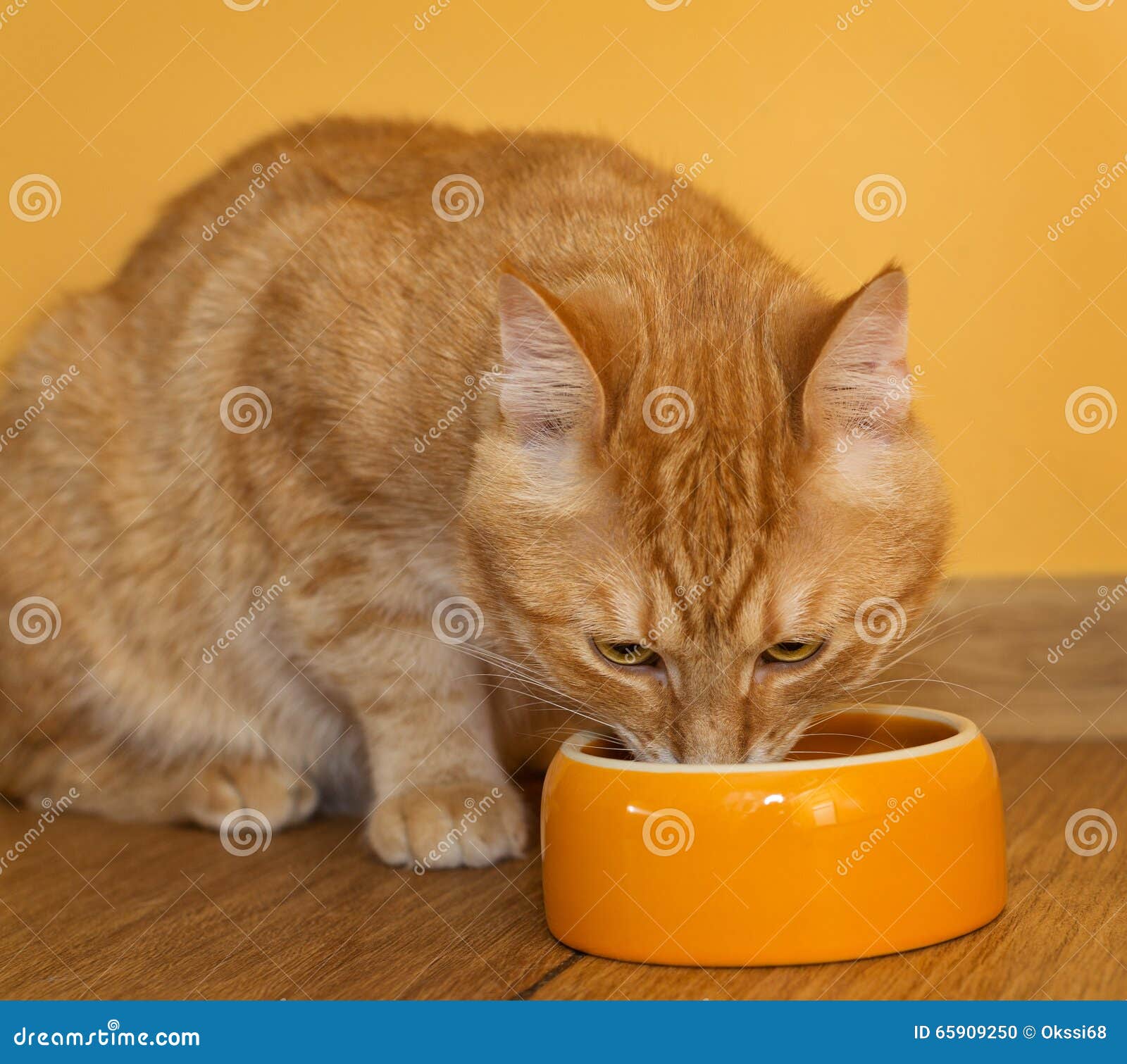 Ginger cat eating food stock photo. Image of care, eating - 65909250